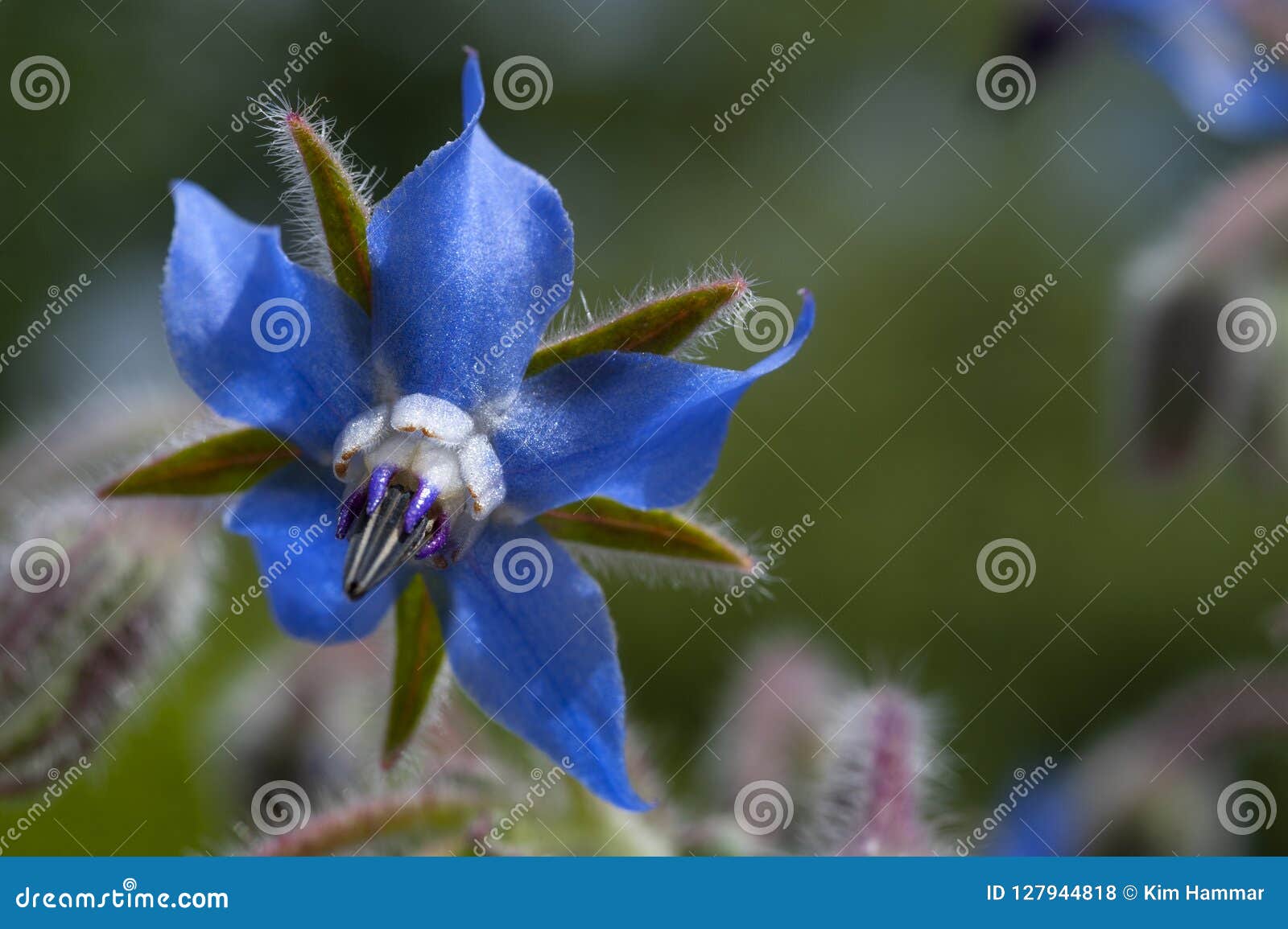 A Close Up View of a Borago Officinalis, or Borage, Flower. Stock Photo ...