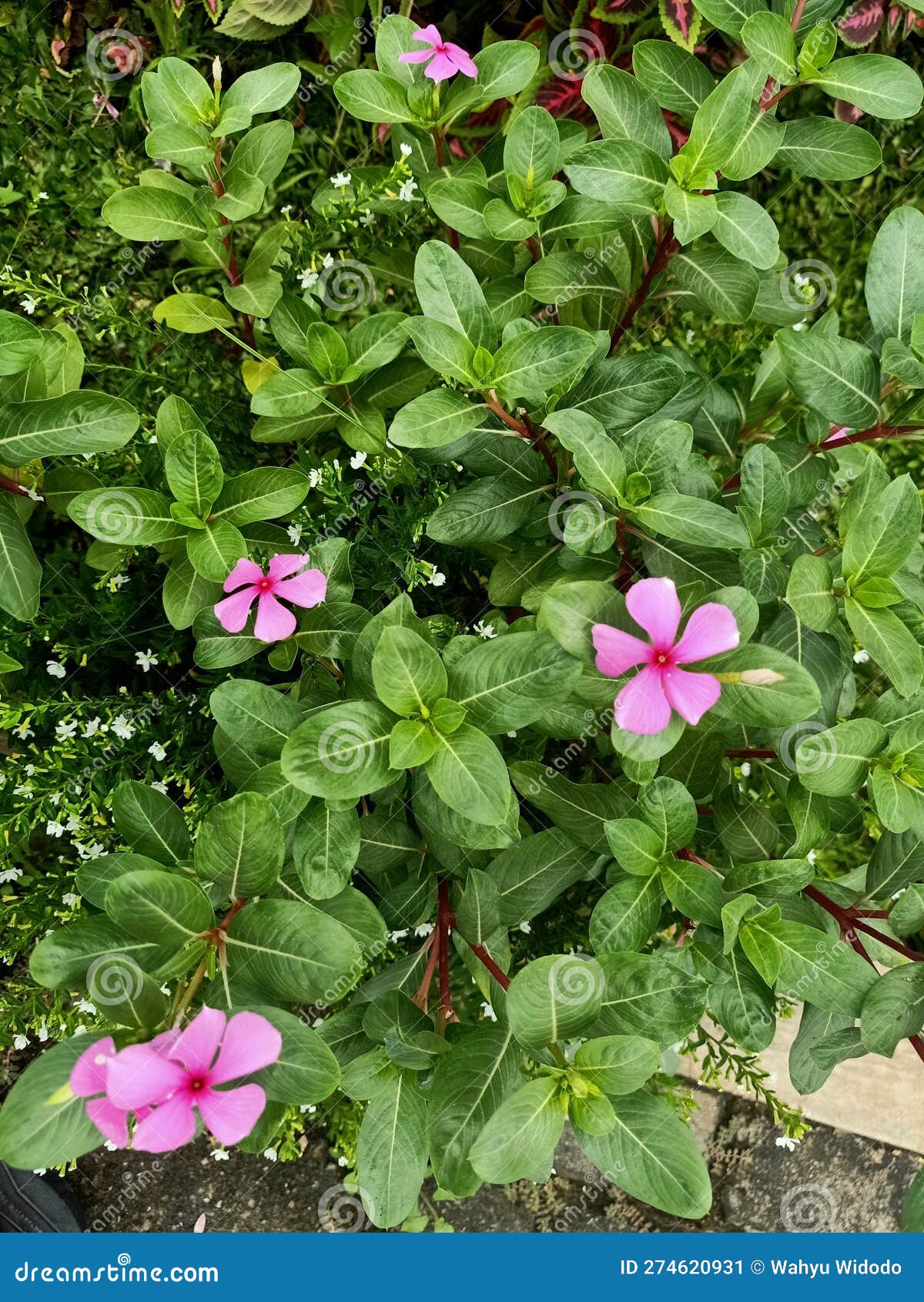 Close Up View of Bright Eyes Plant Stock Image - Image of plant, flora ...