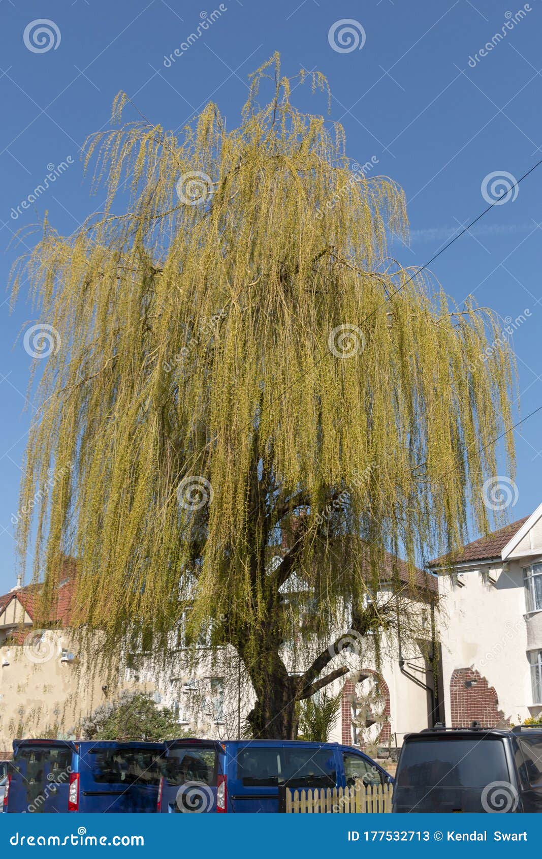 A Close Up View of a Bright Weeping Willow Tree Stock Image - Image of ...