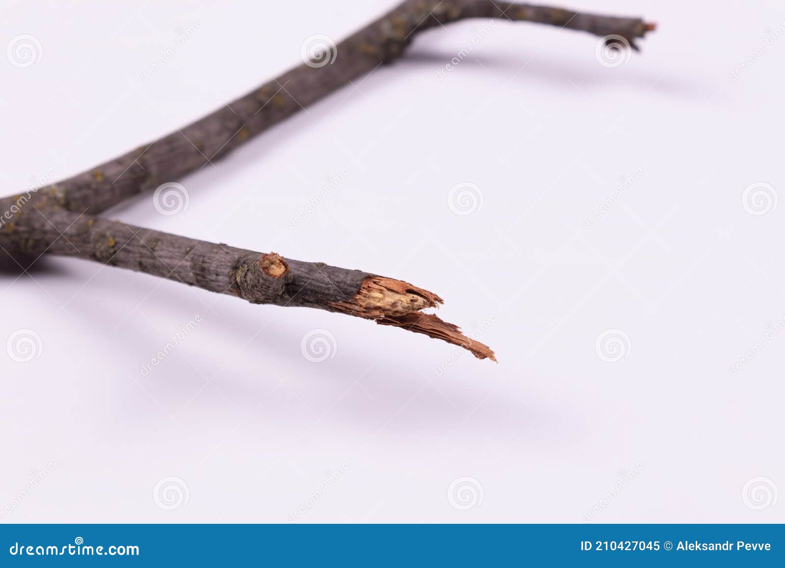 A Close-up View of a Broken Branch, and in the Background a Larger ...