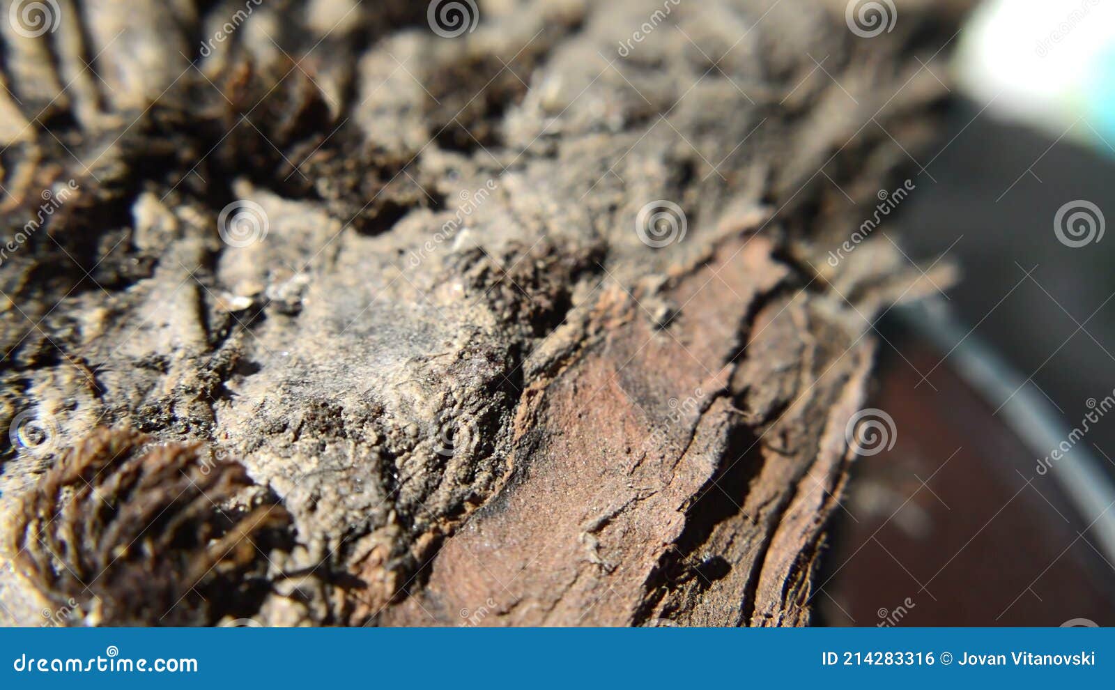 Broken tree bark rotate stock photo. Image of fall, beauty - 214283316