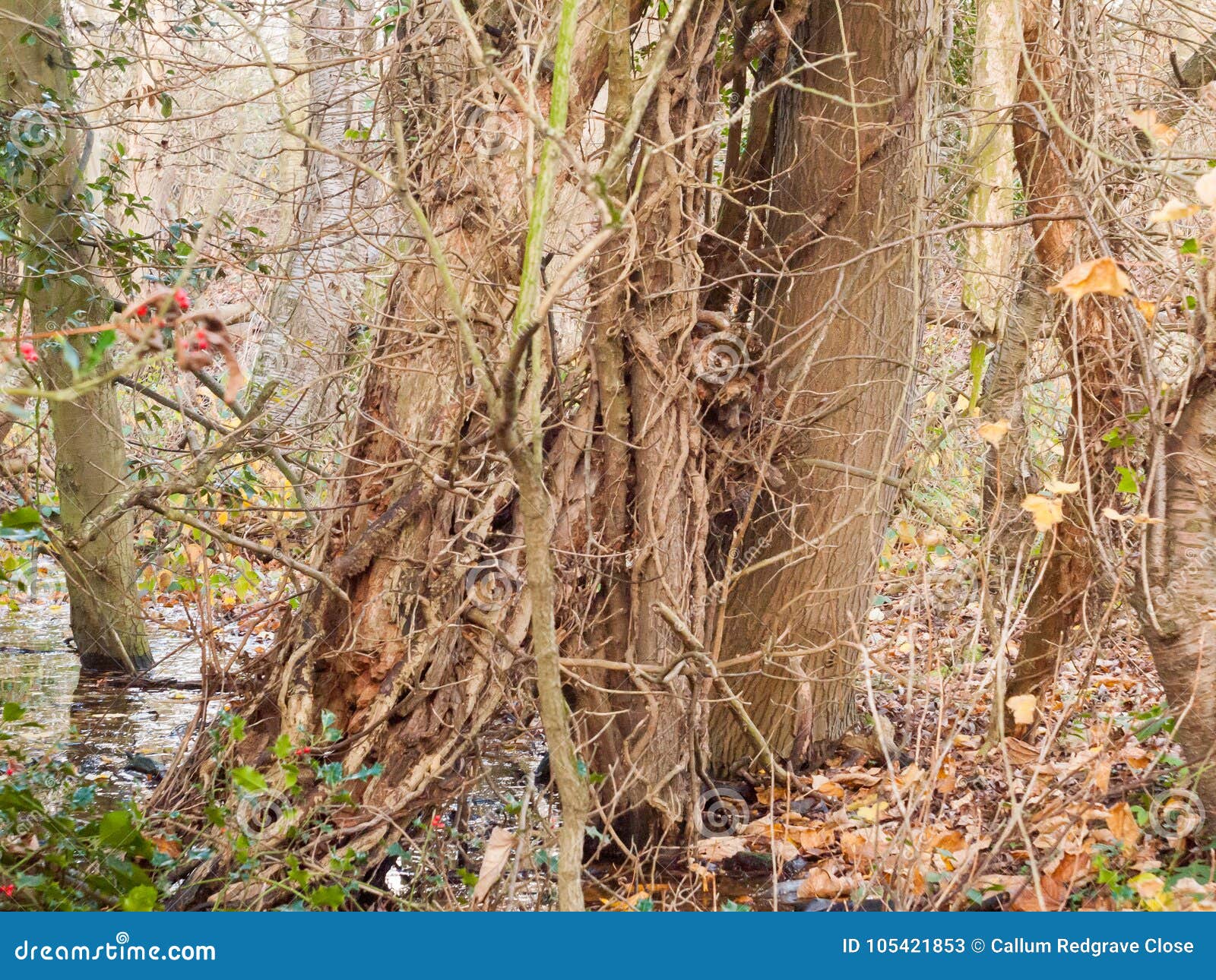 Close Up View of Brown Bare Branches Growing Alongside Bare Tree Stock ...