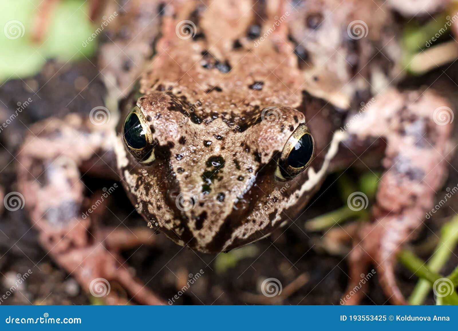 Close Up View of Brown Frog Face Stock Image - Image of macro, summer ...
