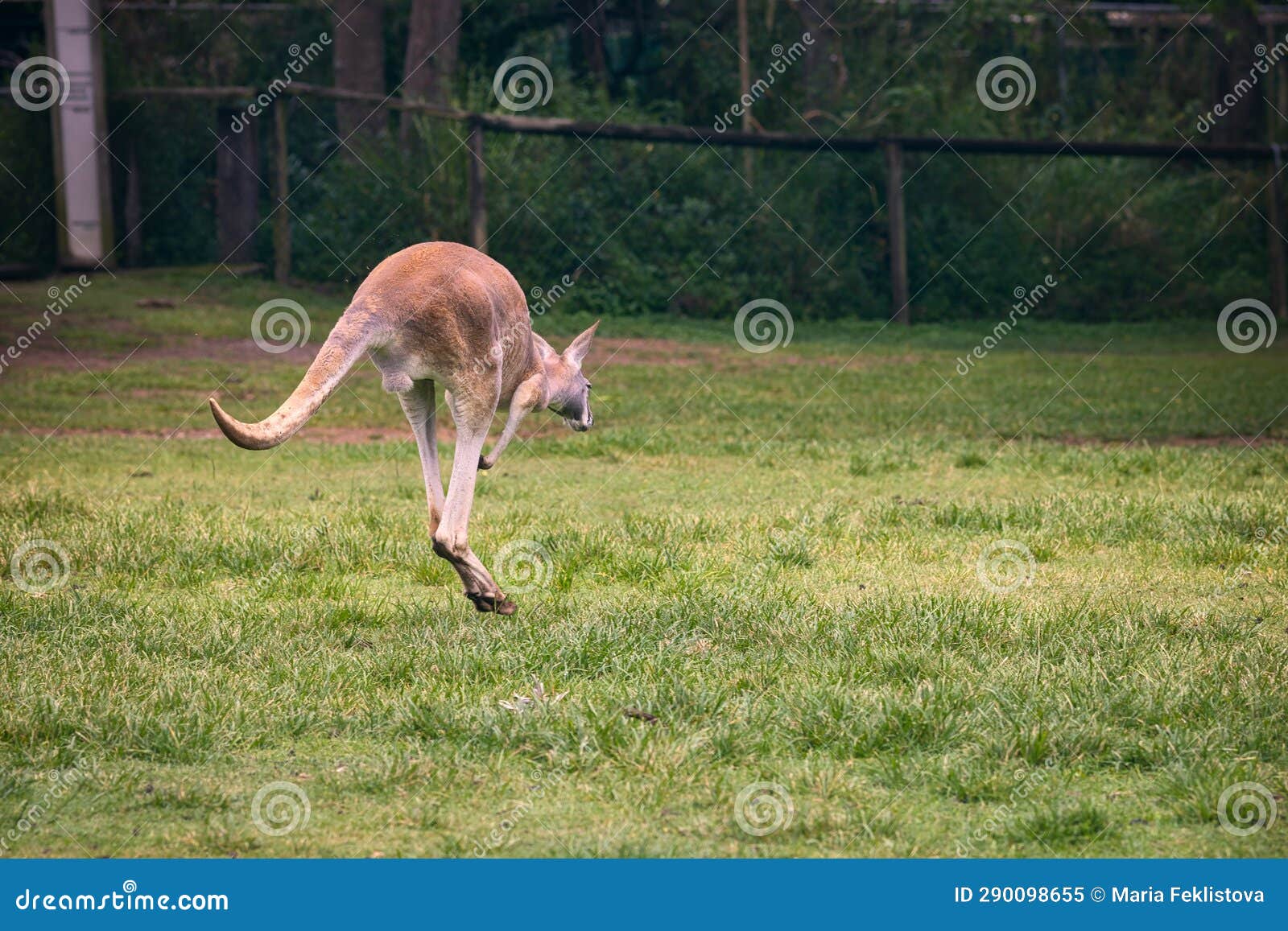 Close Up View of Brown Kangaroo Jumping among Green Fields Stock Image ...