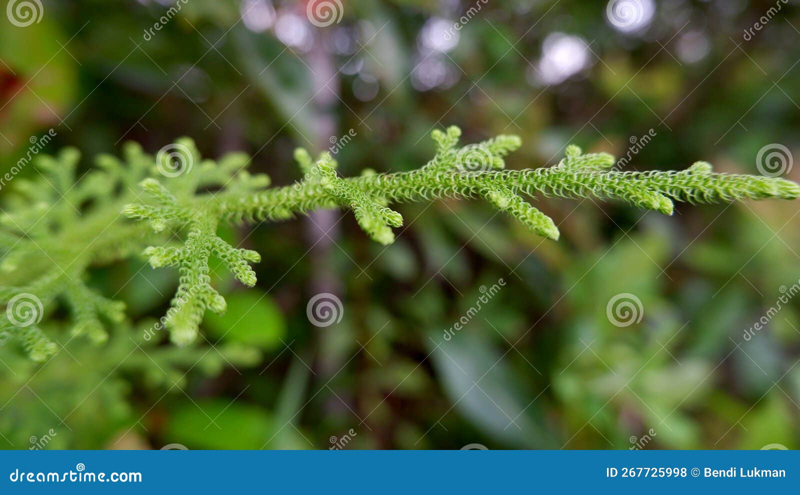 Bud Tip of Lycopsida Subdivision Plant with Forest Background Stock ...