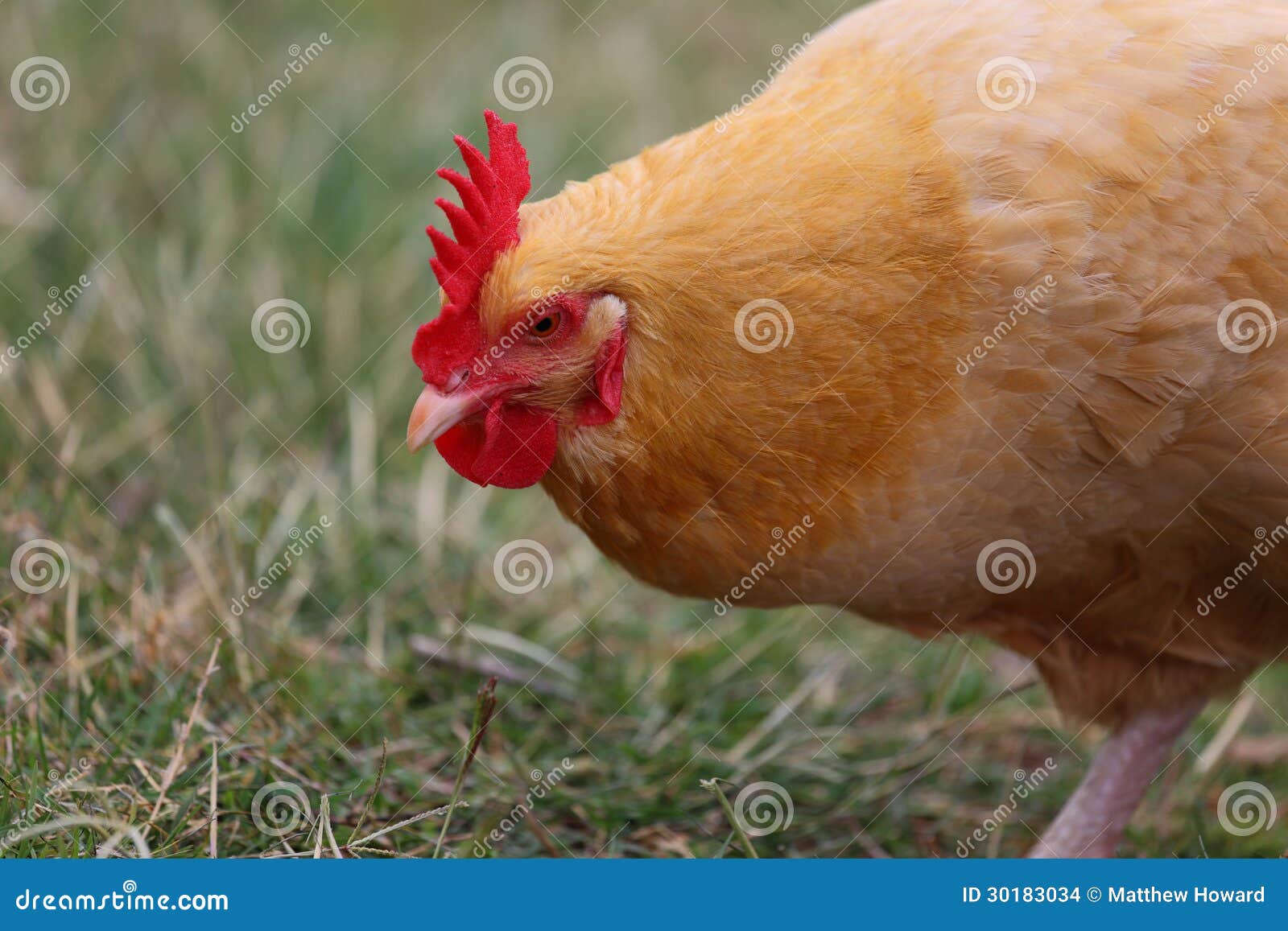 Buff Orpington Chicken stock photo. Image of animal, field - 30183034