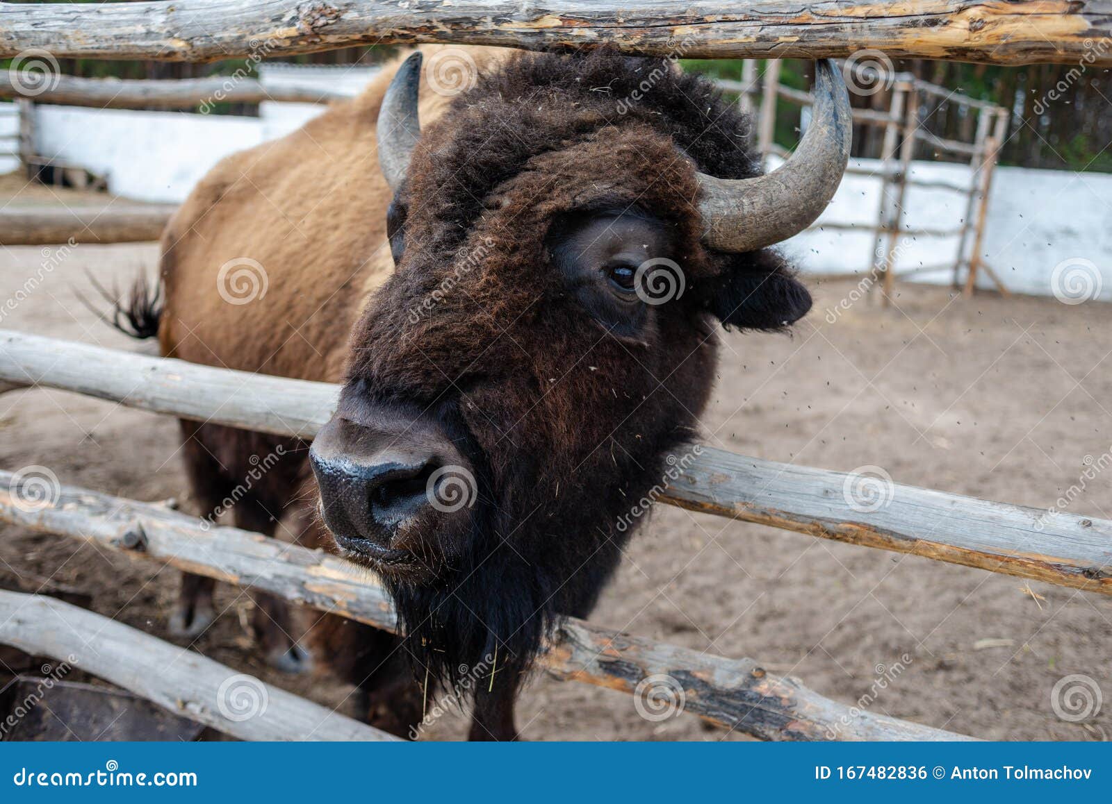 Close-up View of Buffalo Nose in Corral. at Farm Stock Photo - Image of ...