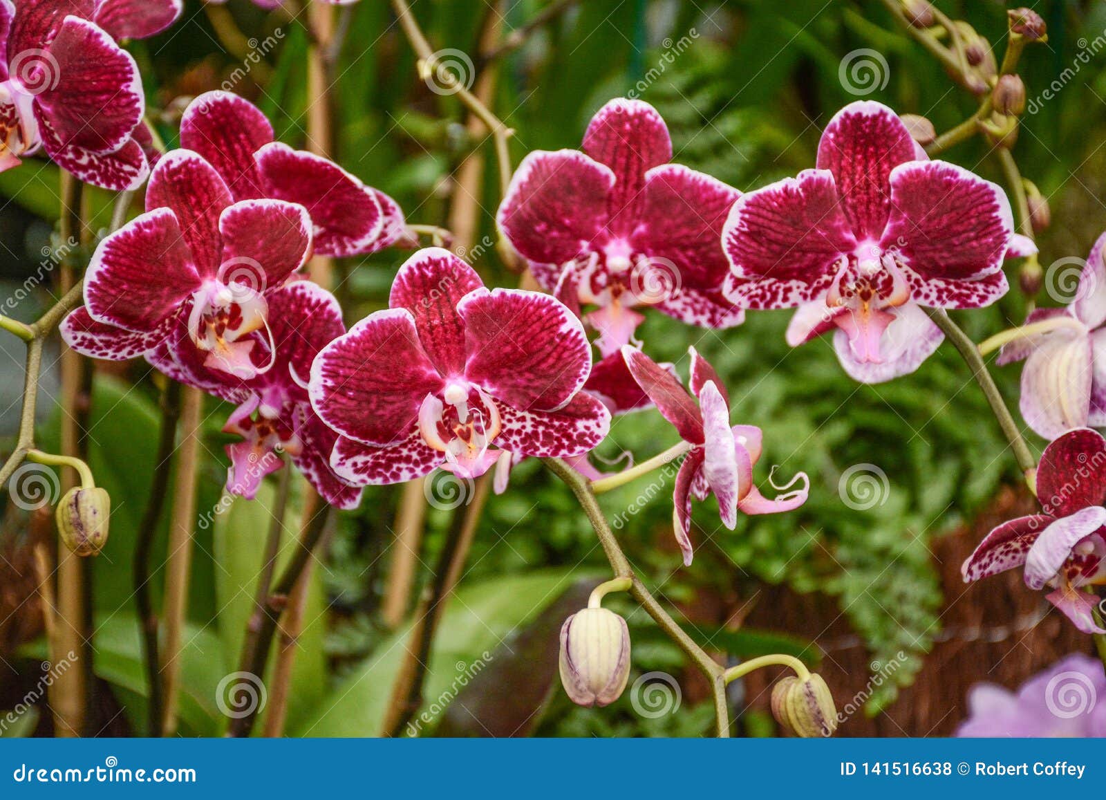A Close Up of Beautiful Orchids Stock Photo - Image of view, orchids ...