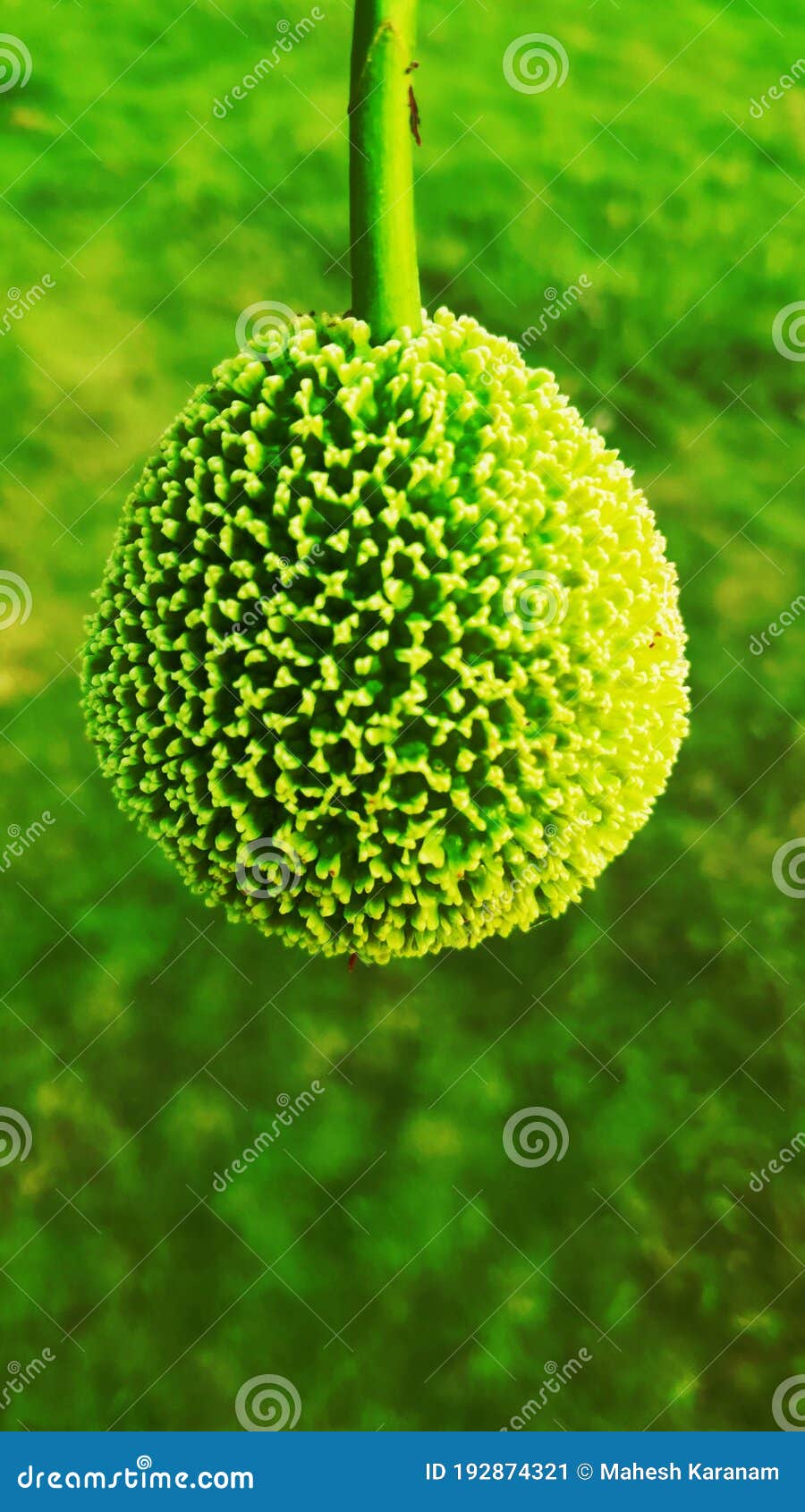 Close Up View a Burflower in Green Grass Stock Image - Image of ...