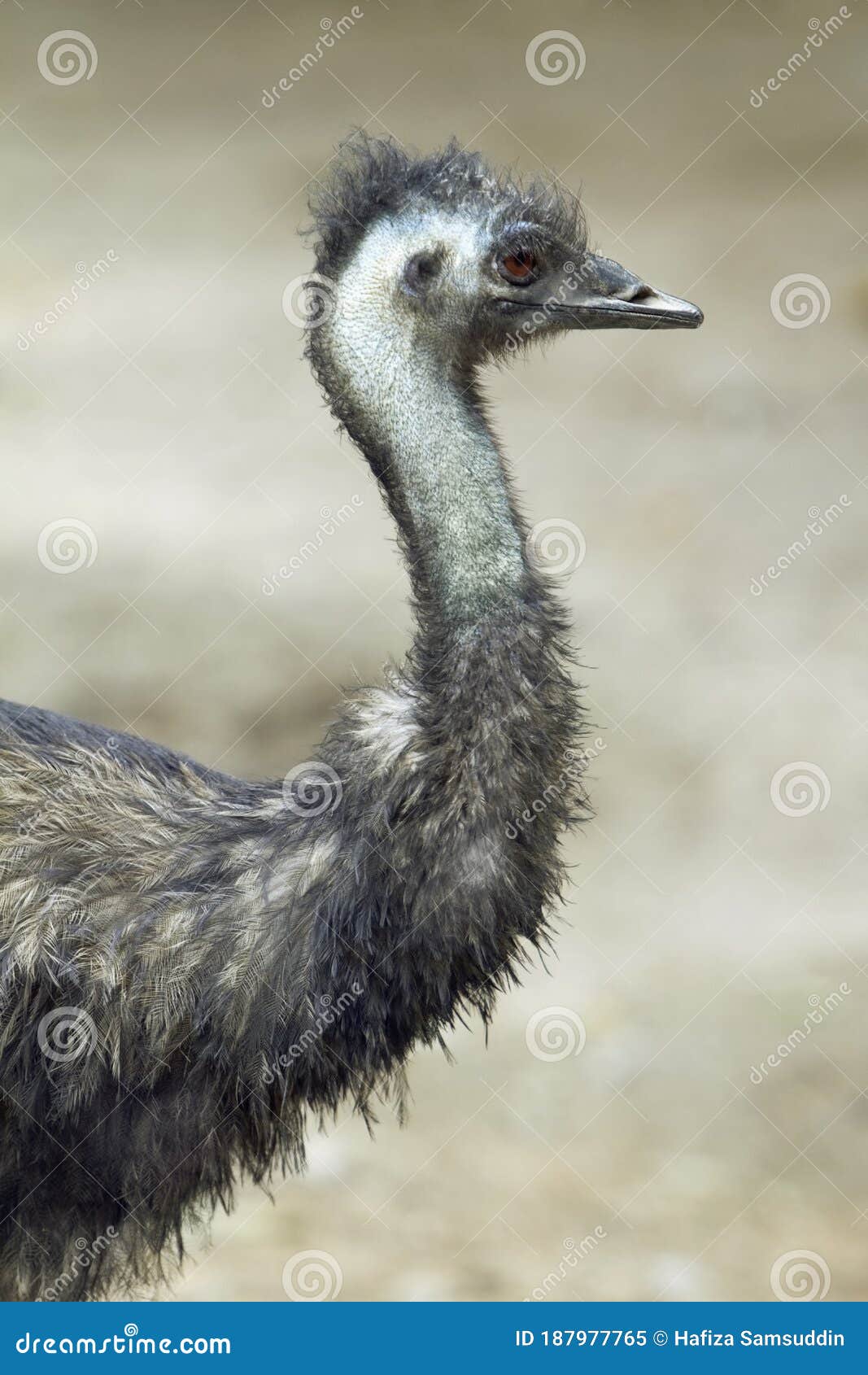 Close-up View of a Camel Bird. Conceptual Image Stock Image - Image of ...