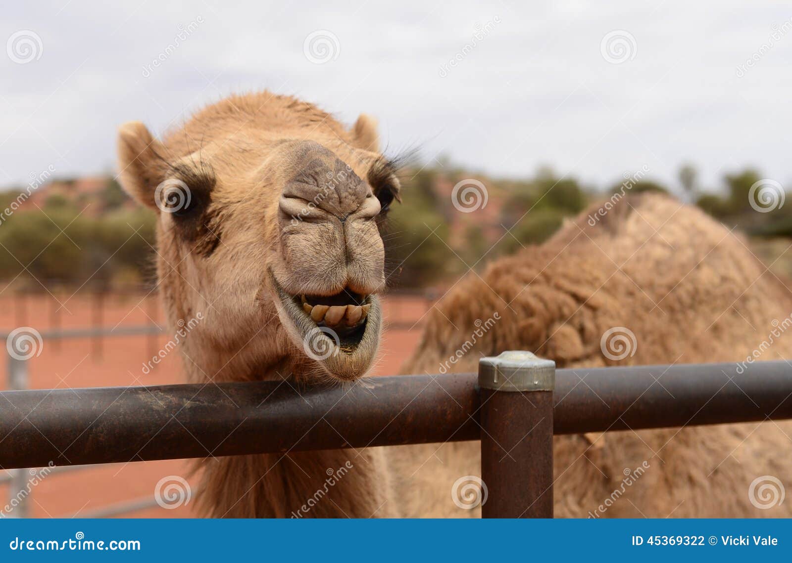 Close-up View of Camel S Head. Stock Photo - Image of dromedary ...