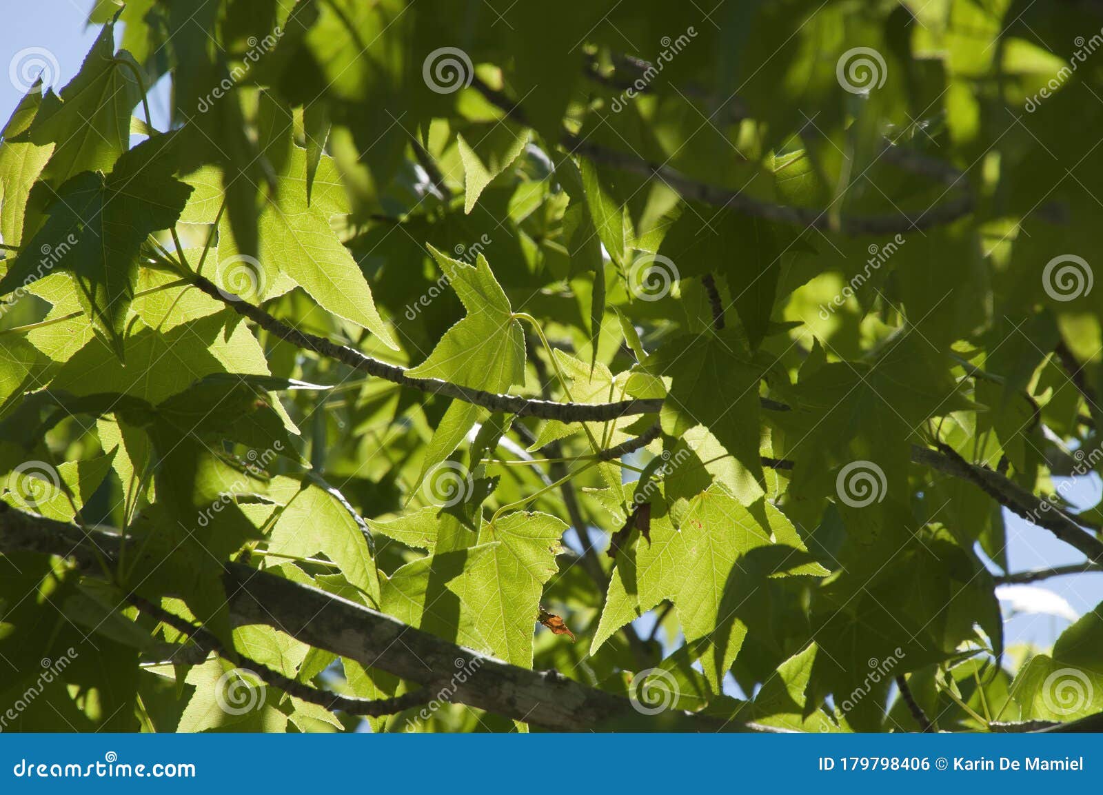 Close-up View Up into the Canopy of a Plane Tree Stock Photo - Image of ...