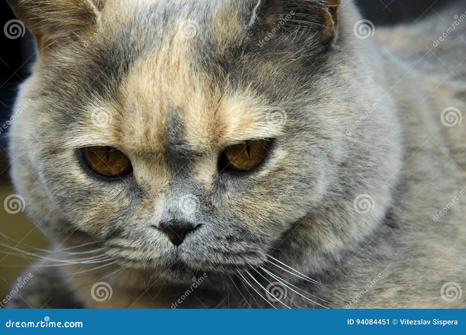 Close-up view of cat head stock image. Image of look - 94084451