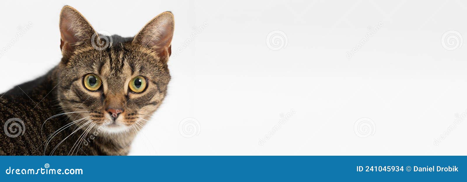 Close-up View of a she-cat Head Looking Straight into the Camera ...