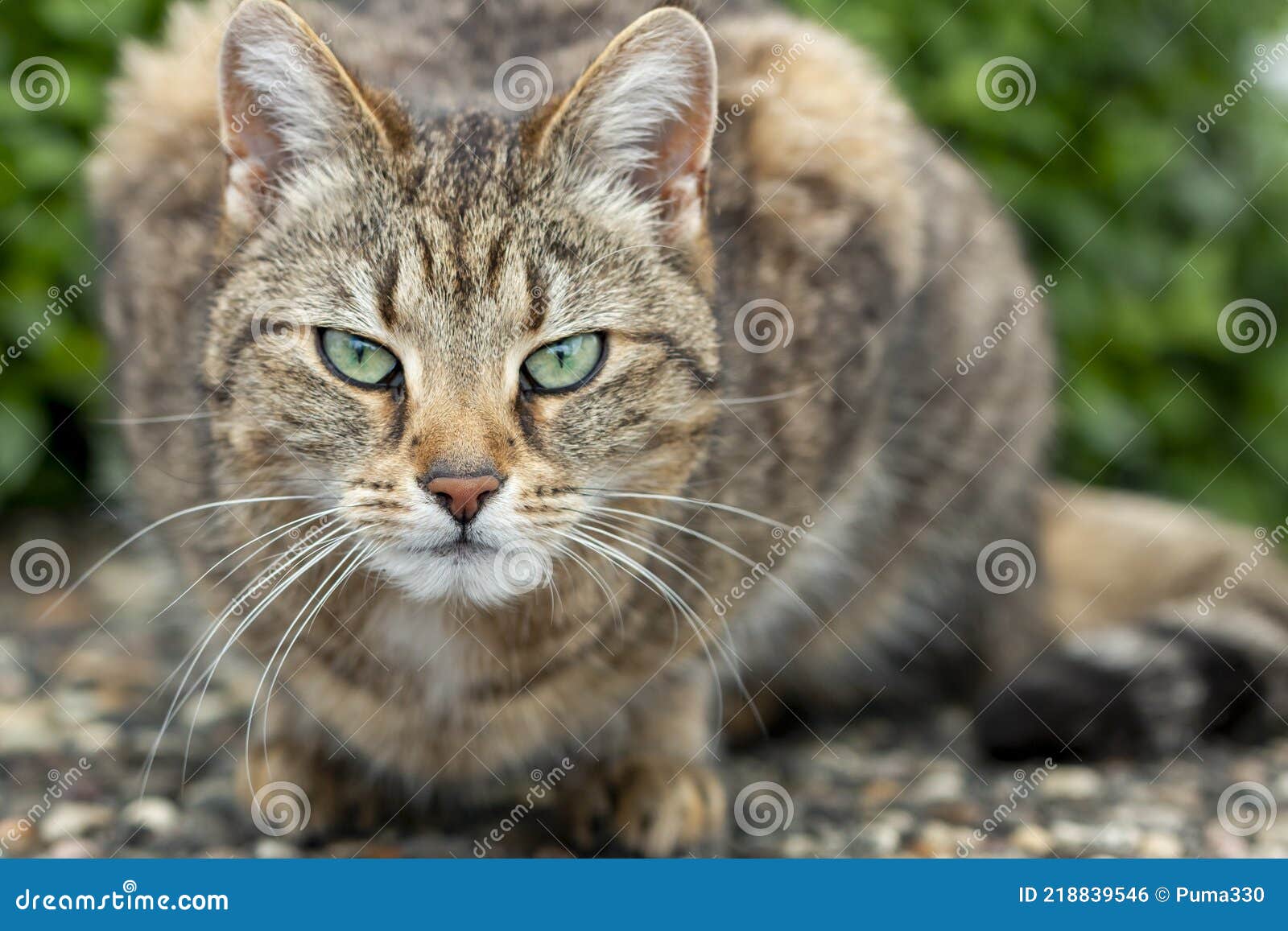 Close up view of a cat stock photo. Image of sitting - 218839546