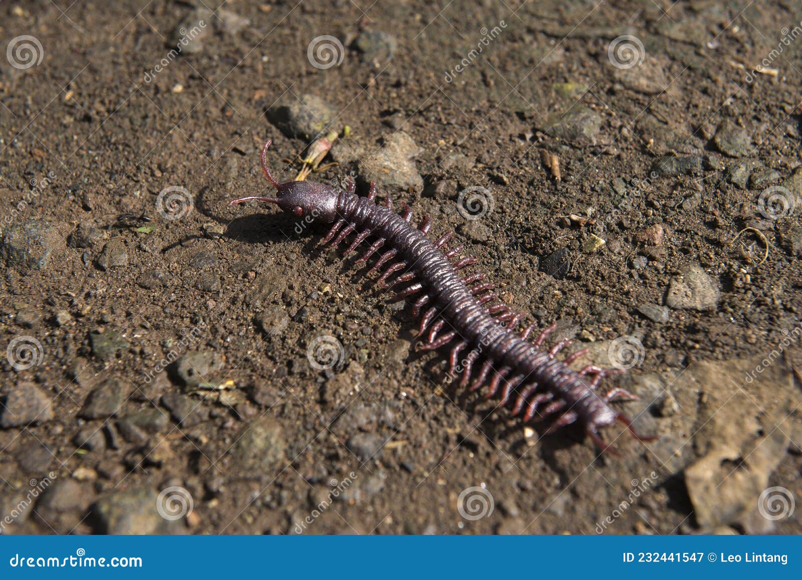 Close up view of centipede stock image. Image of nature - 232441547