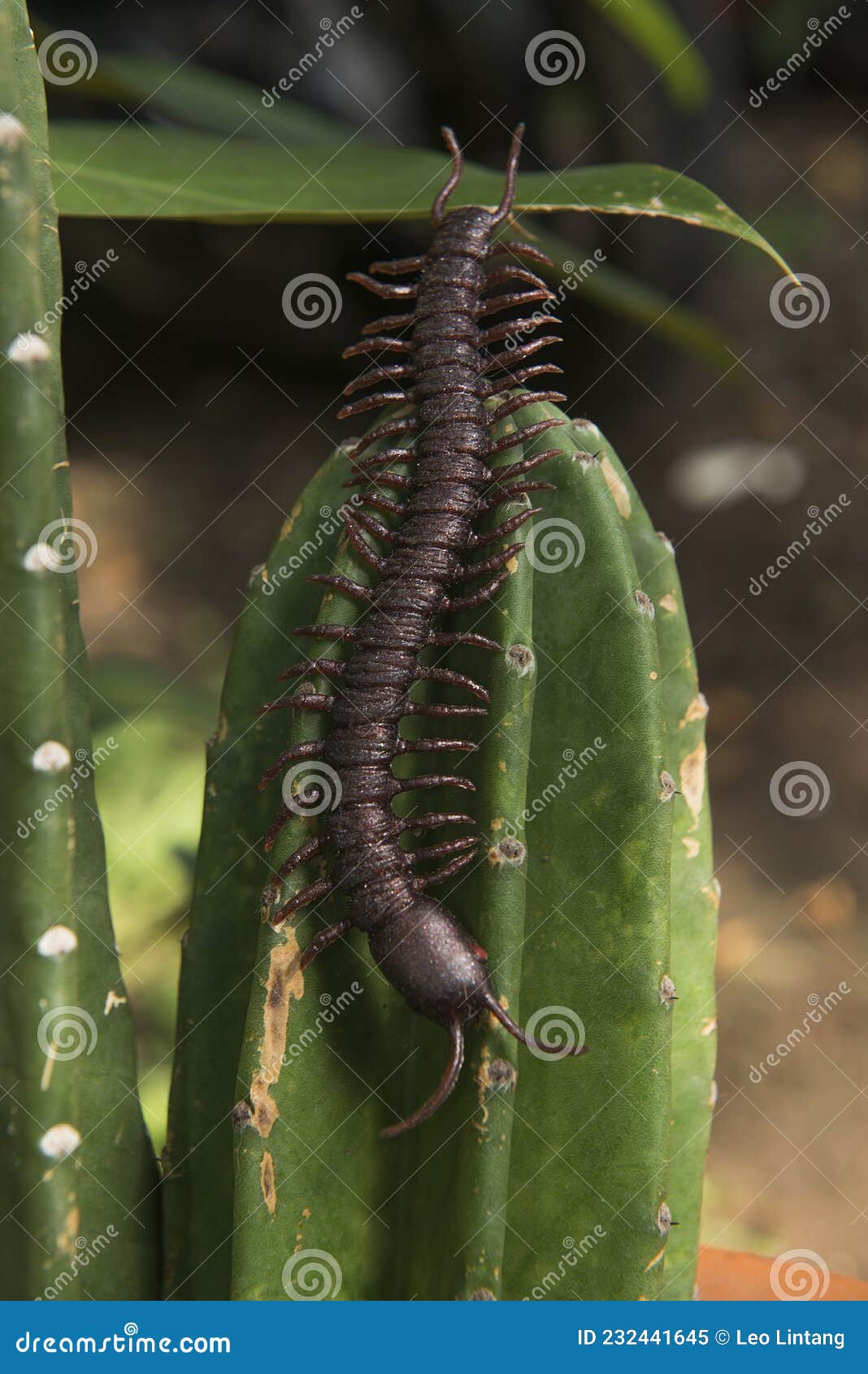 Close up view of centipede stock image. Image of closeup - 232441645