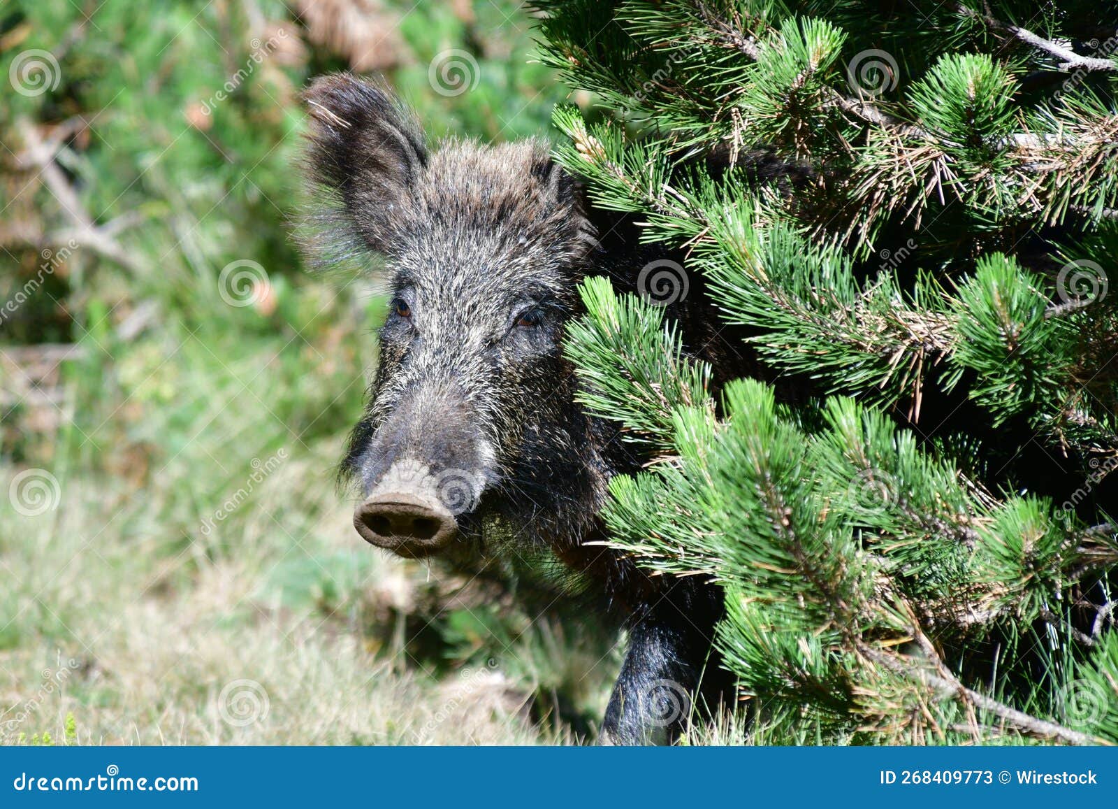 Close-up View of a Central European Boar Hiding Behind the Conifer Tree ...