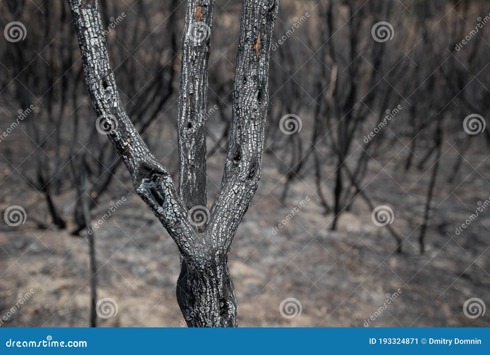Close-up View of a Charred Tree Trunk Stock Image - Image of dead ...