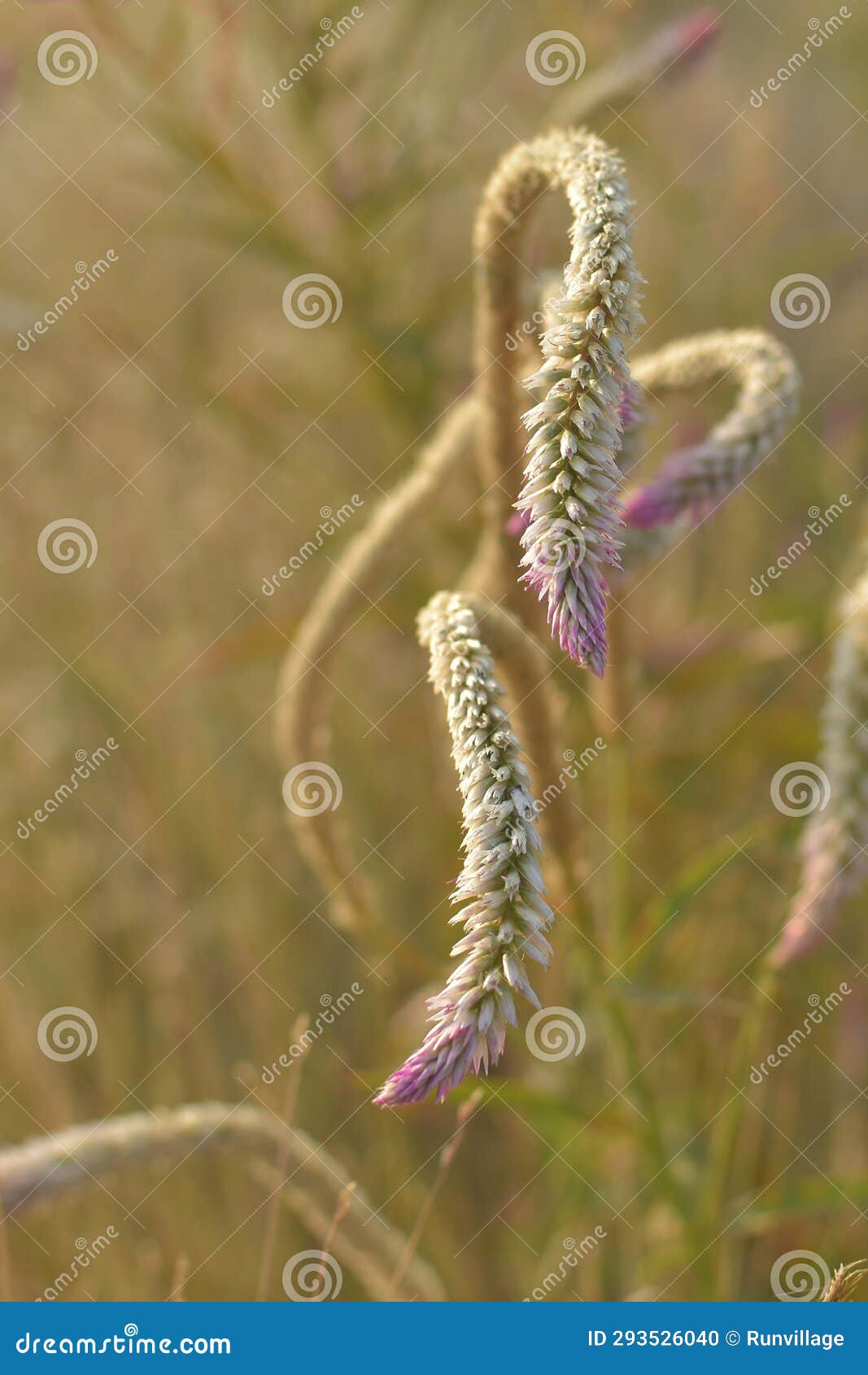 Close Up View of Chicken S Comb Flower (celosia Stock Photo - Image of ...