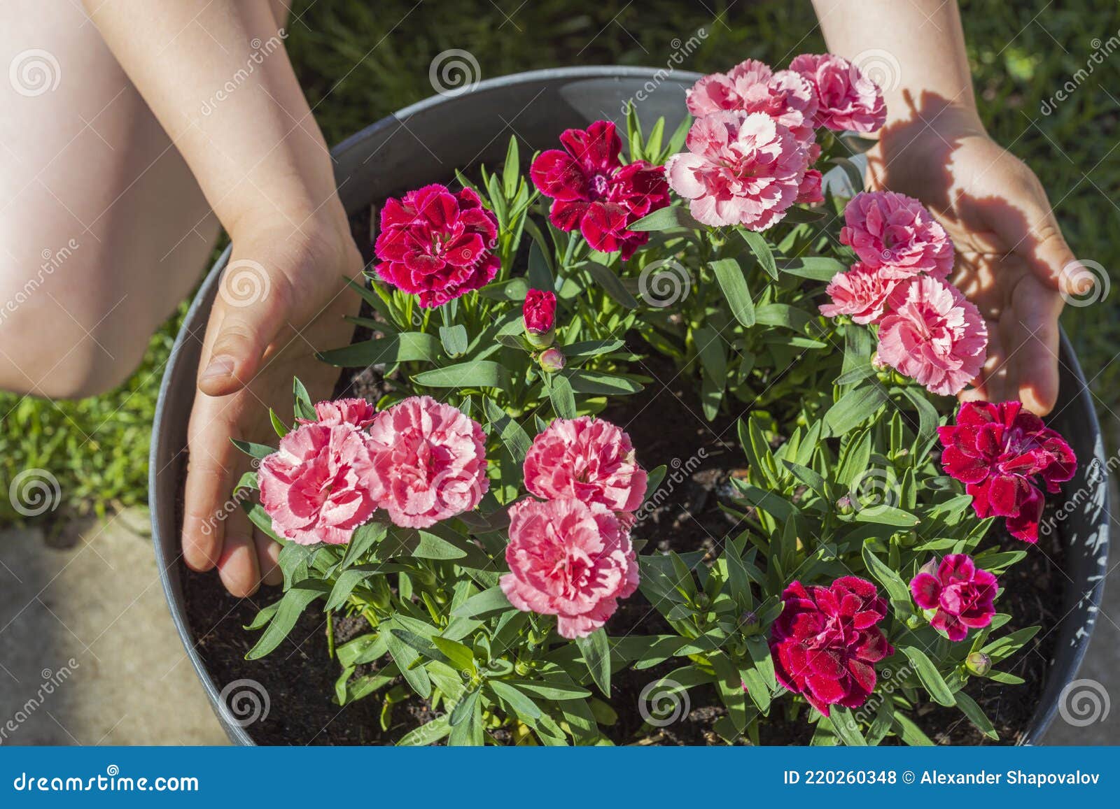 Close Up View of Child`s Hands Touching Flowers Stock Photo - Image of ...