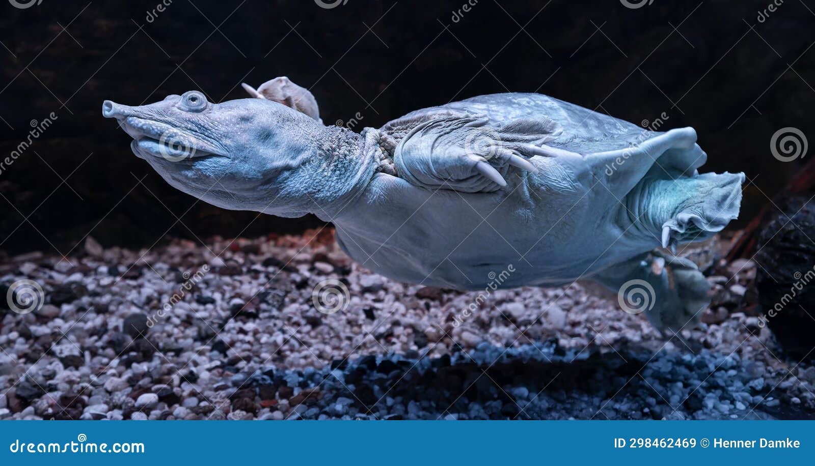 Close-up View of a Chinese Softshell Turtle Stock Image - Image of ...