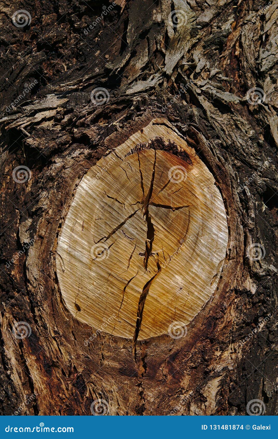 Close Up View of Chopped Tree Stock Photo - Image of environment, chop ...