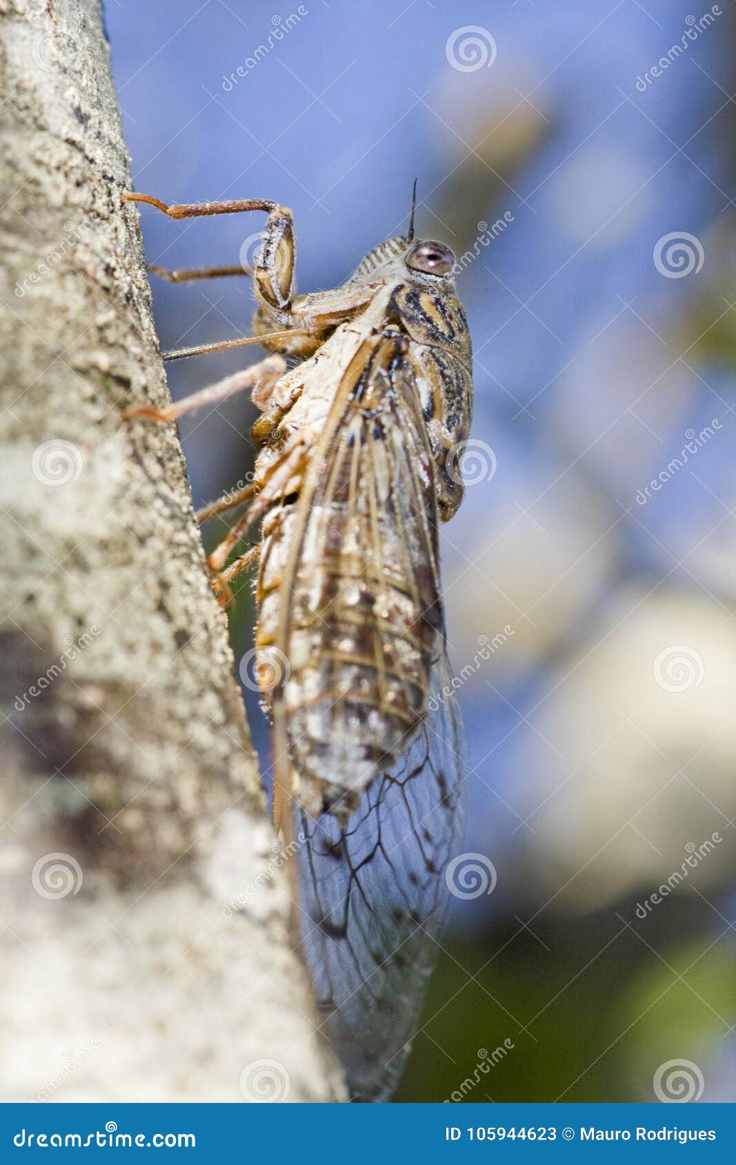 Cicada insect stock image. Image of loud, noisy, barbara - 105944623