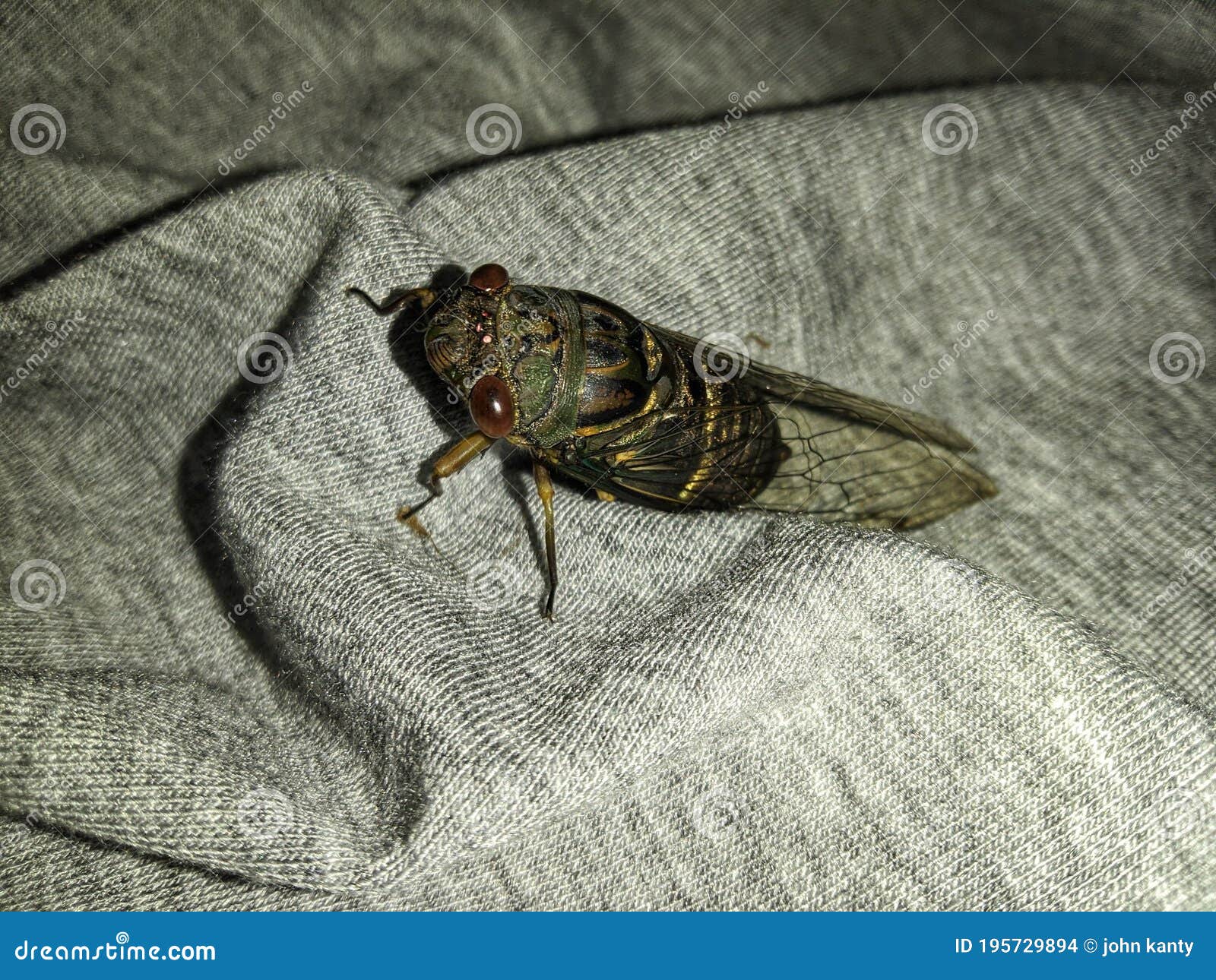 Close Up View Cicada in the Night Stock Photo - Image of cicada, close ...