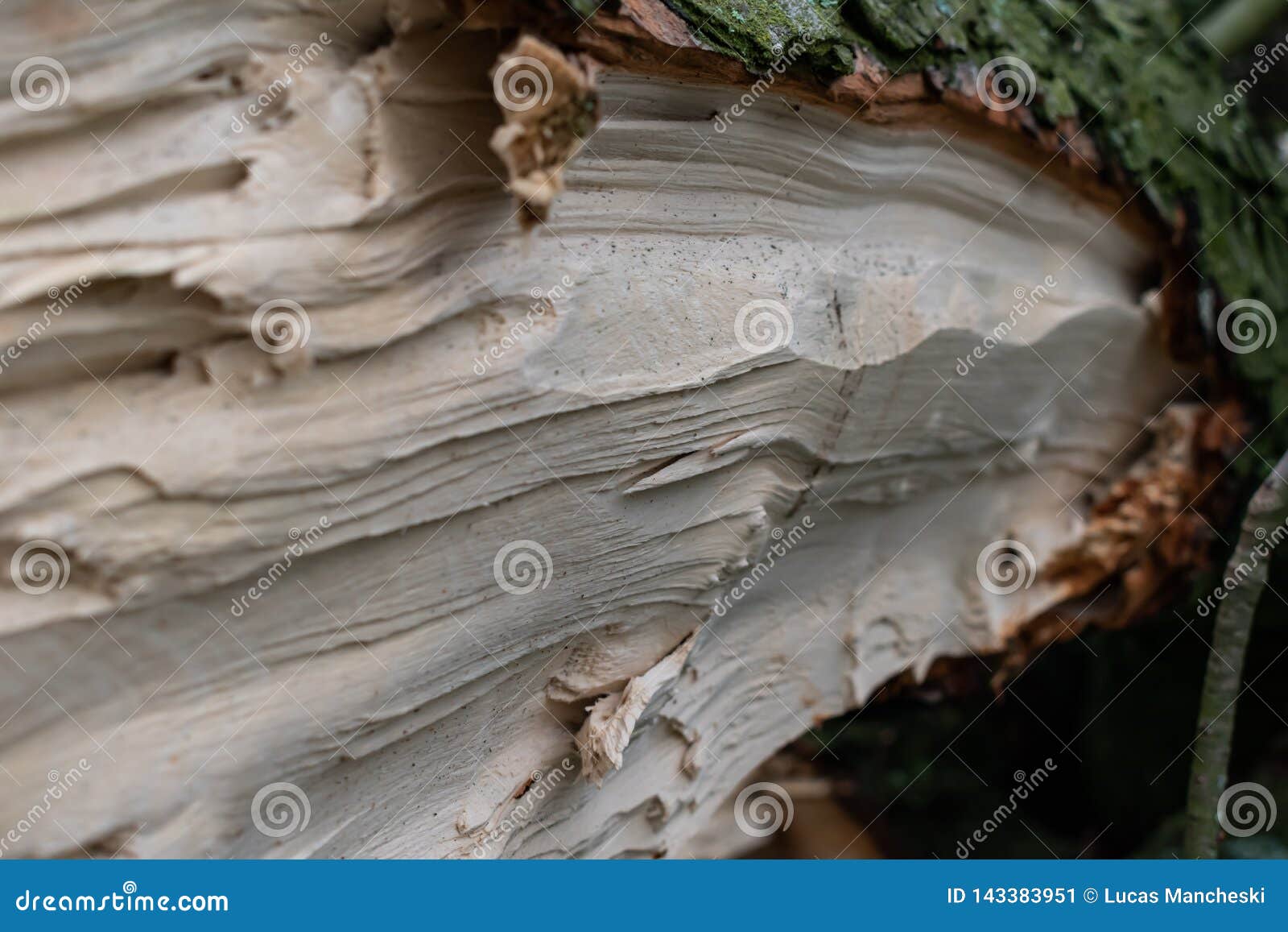 Tree With Sharp Thorns And White Bark And Grass Royalty-Free Stock ...