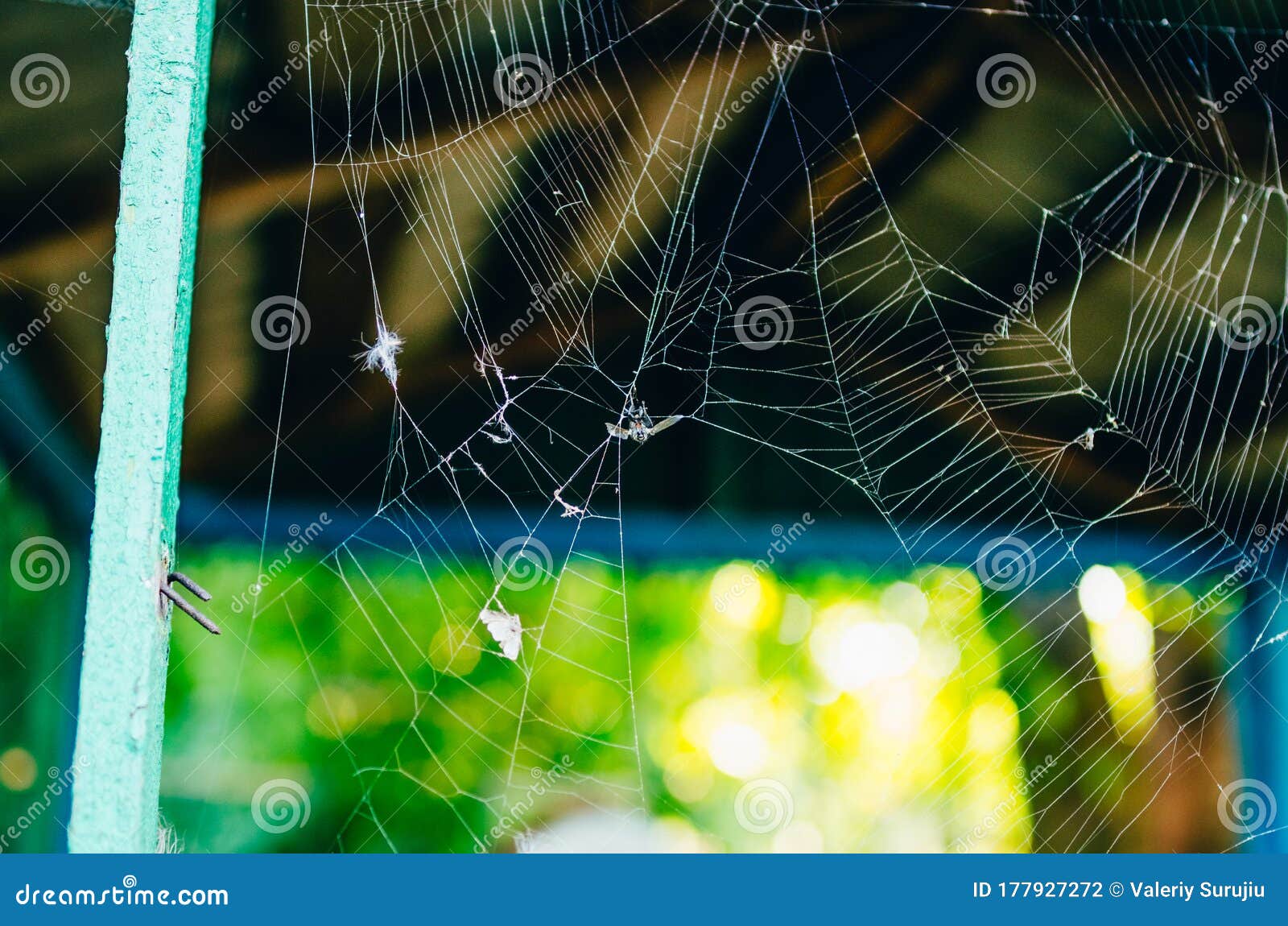 Cobweb with spider stock photo. Image of spider, fauna - 177927272