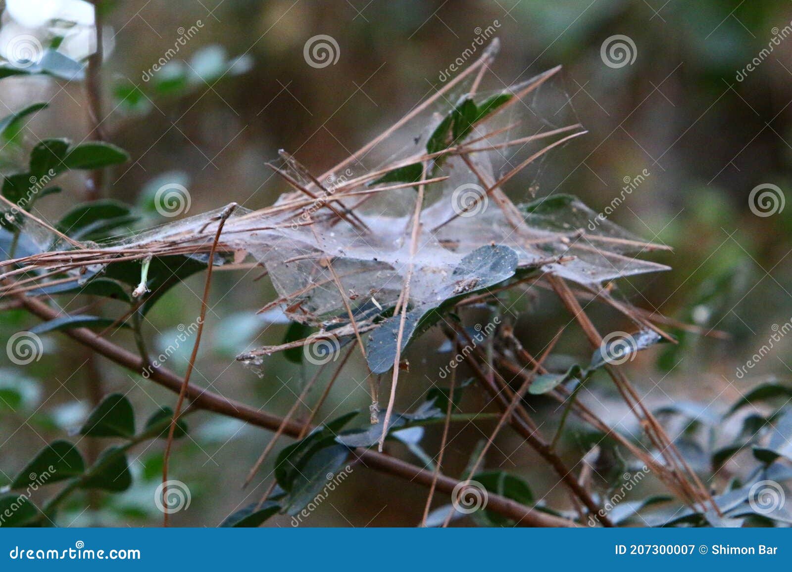 Close-up View of Cobweb Threads on Tree Branches and Leaves Stock Image ...