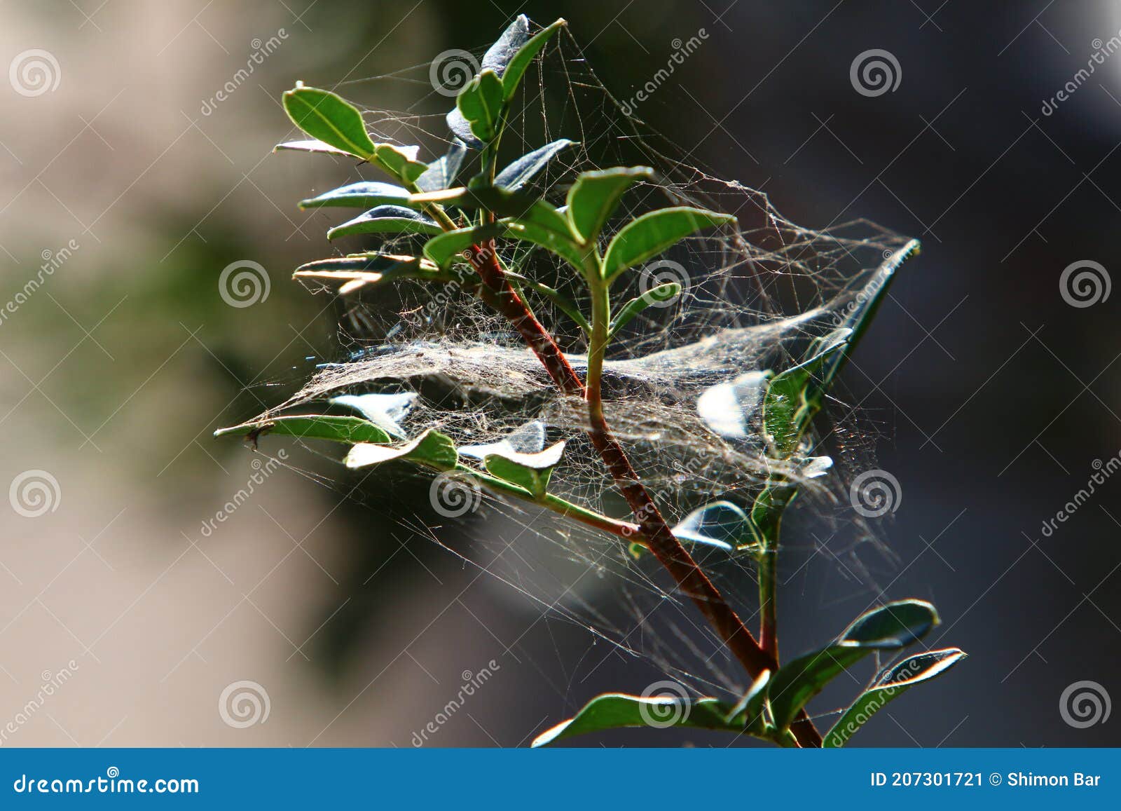 Close-up View of Cobweb Threads on Tree Branches and Leaves Stock Image ...
