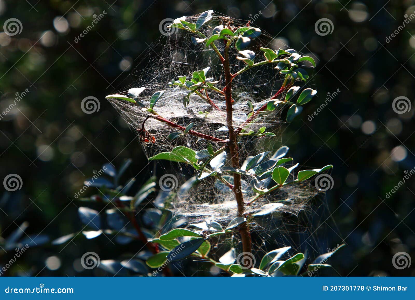 Close-up View of Cobweb Threads on Tree Branches and Leaves Stock Photo ...