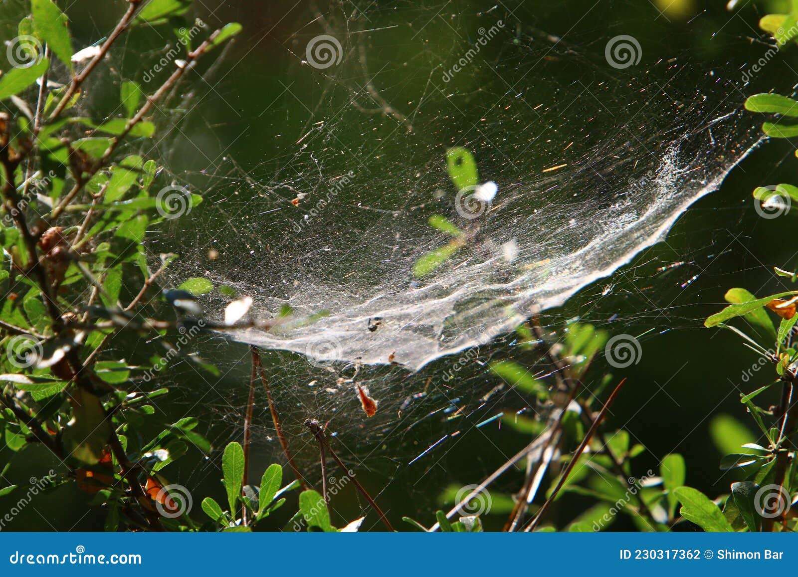 Close-up View of Cobweb Threads on Leaves and Branches of Plants Stock ...