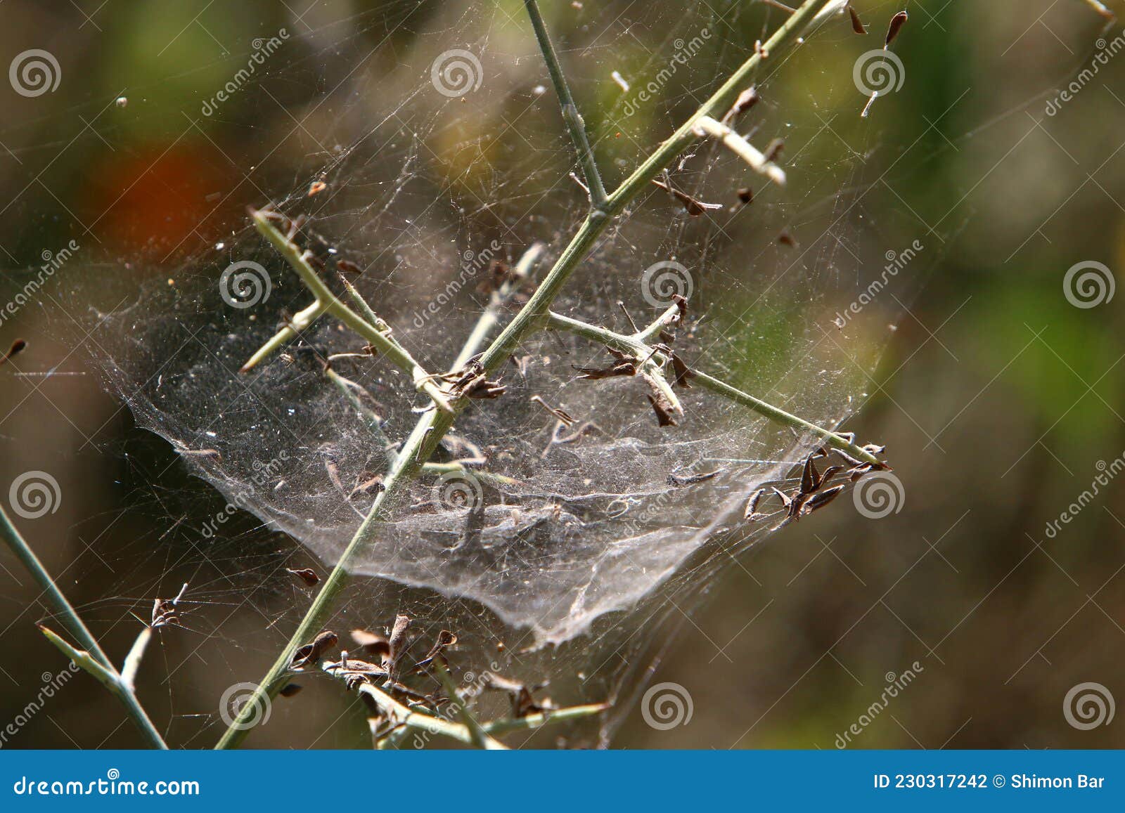 Close-up View of Cobweb Threads on Leaves and Branches of Plants Stock ...