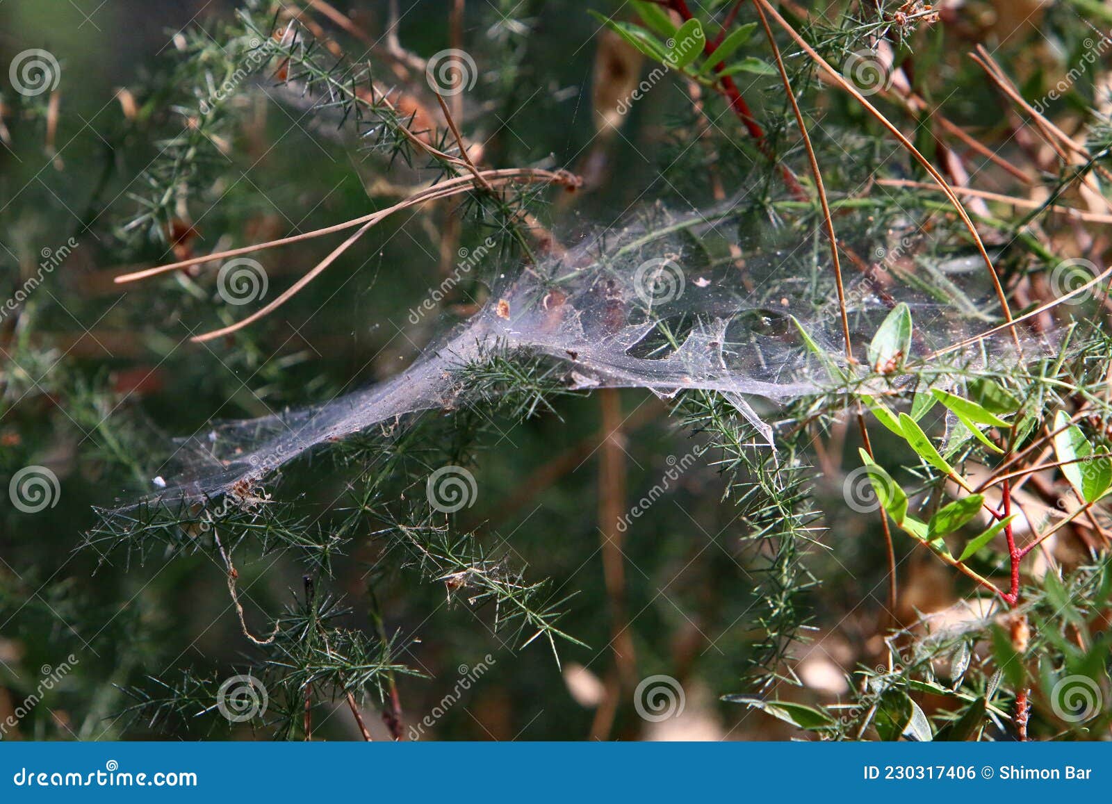 Close-up View of Cobweb Threads on Leaves and Branches of Plants Stock ...