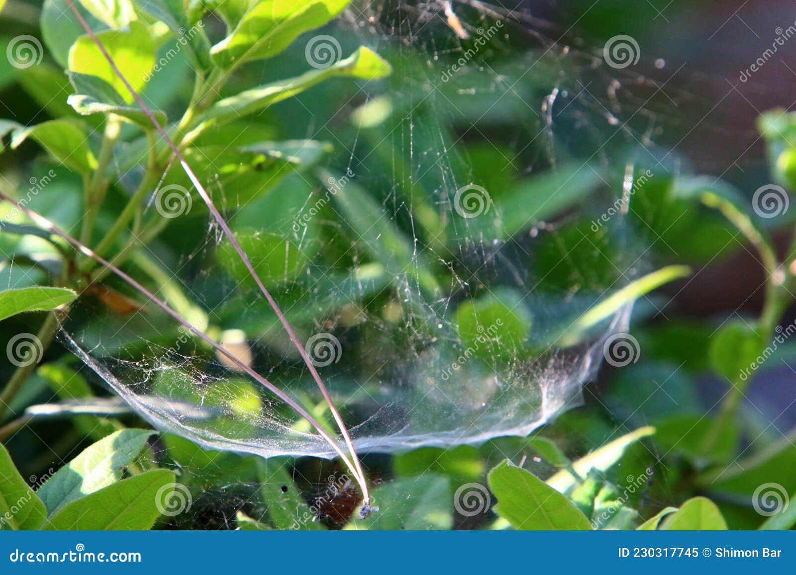 Close-up View of Cobweb Threads on Leaves and Branches of Plants Stock ...
