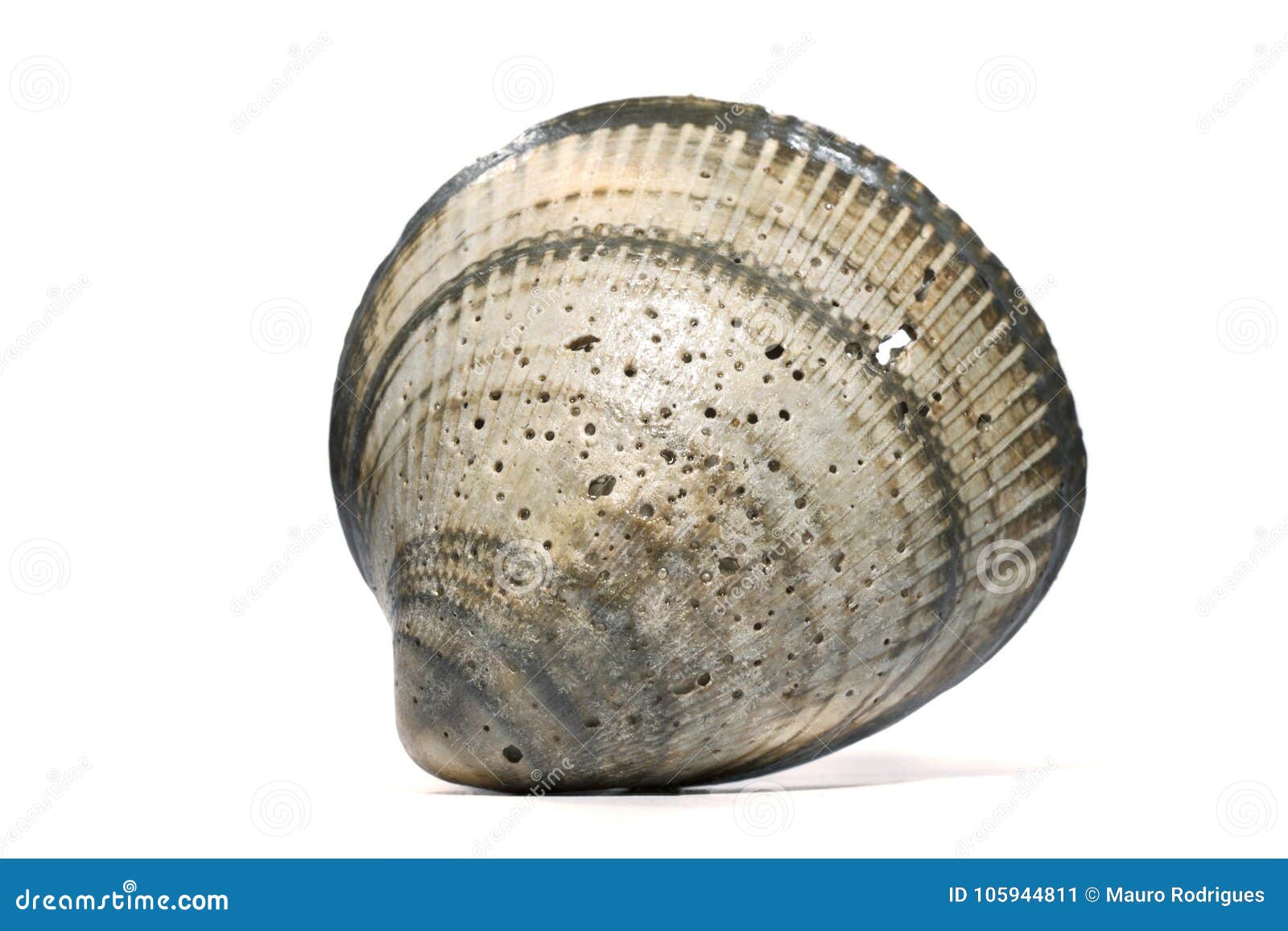 Brown shell stock image. Image of aquatic, isolated - 105944811