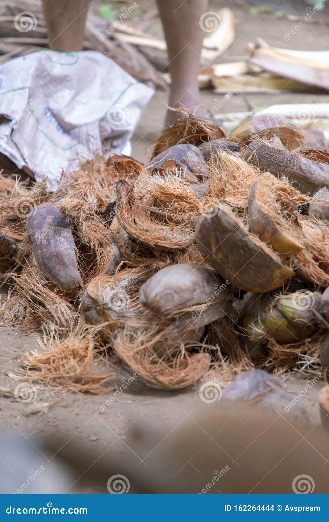 Close-up View of a Coconut Peeler Peeling Off the Coconut Stock Photo ...