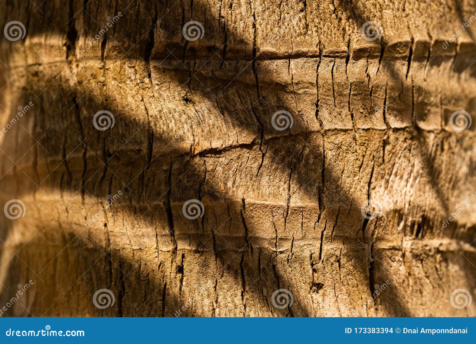 Close Up View of a Coconut Tree with Shadows of the Leaf Grafted Over ...