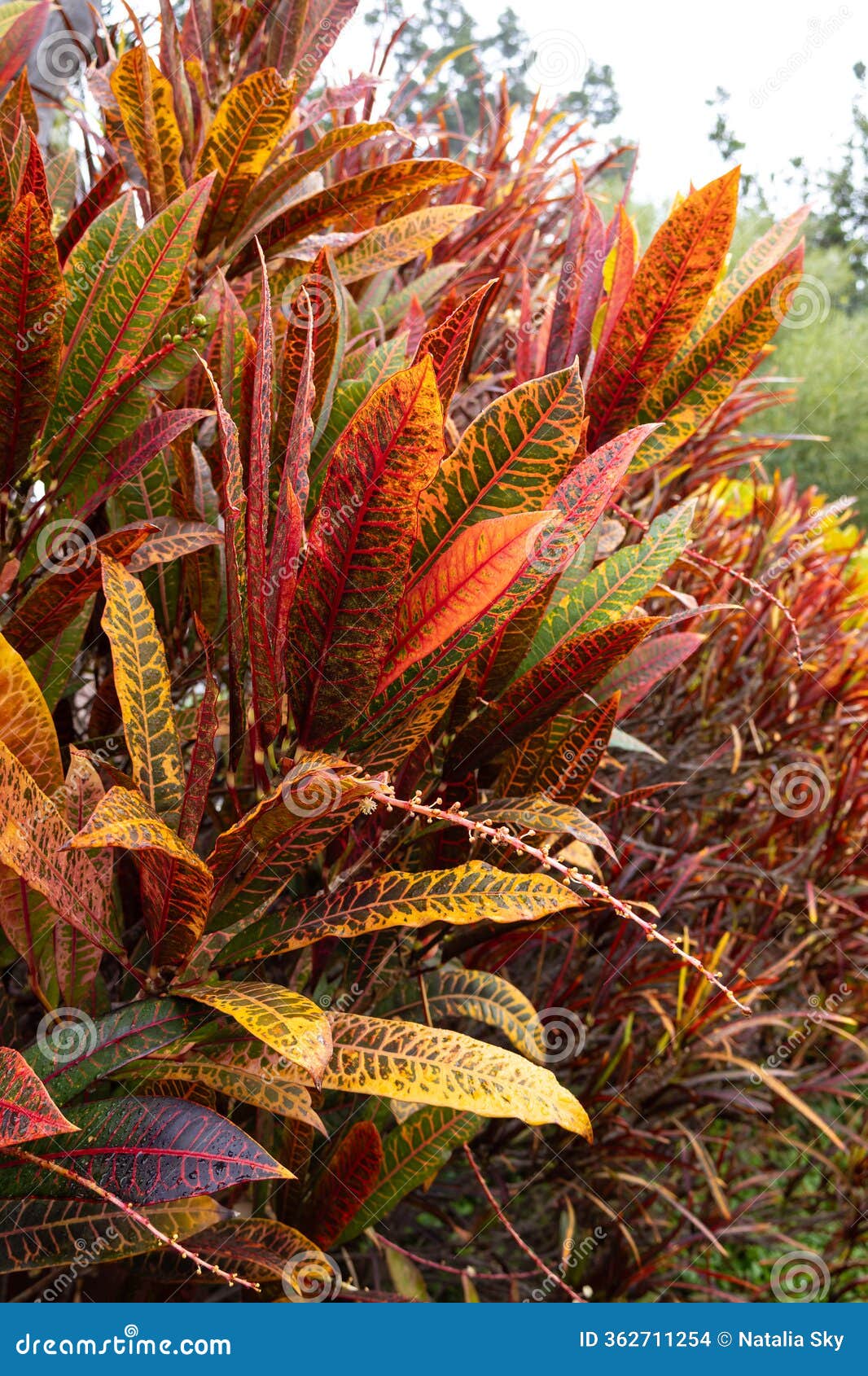 Codiaeum Variegatum ,fire Croton, Garden Croton Tree Stock Photography ...