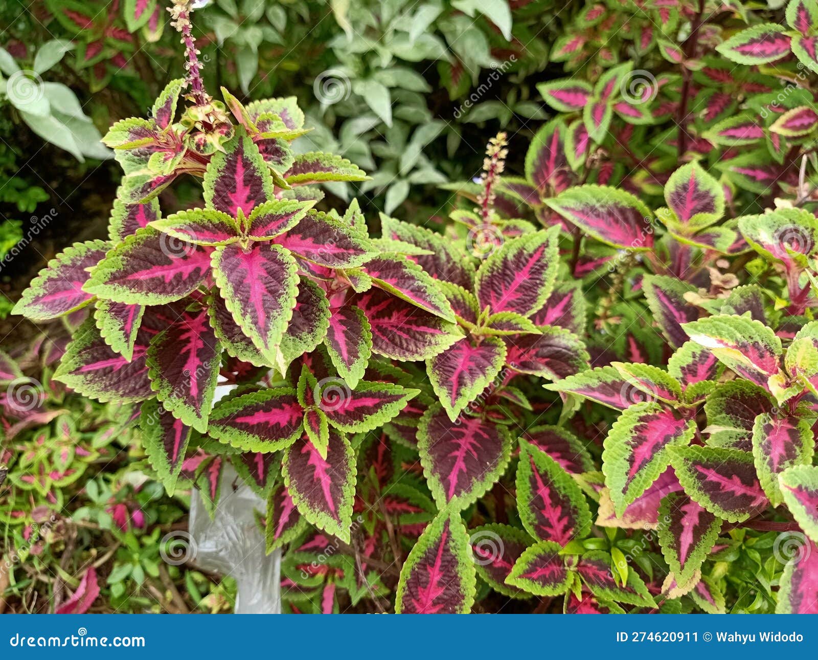 Close Up View of Common Coleus Plant Stock Image - Image of botany ...