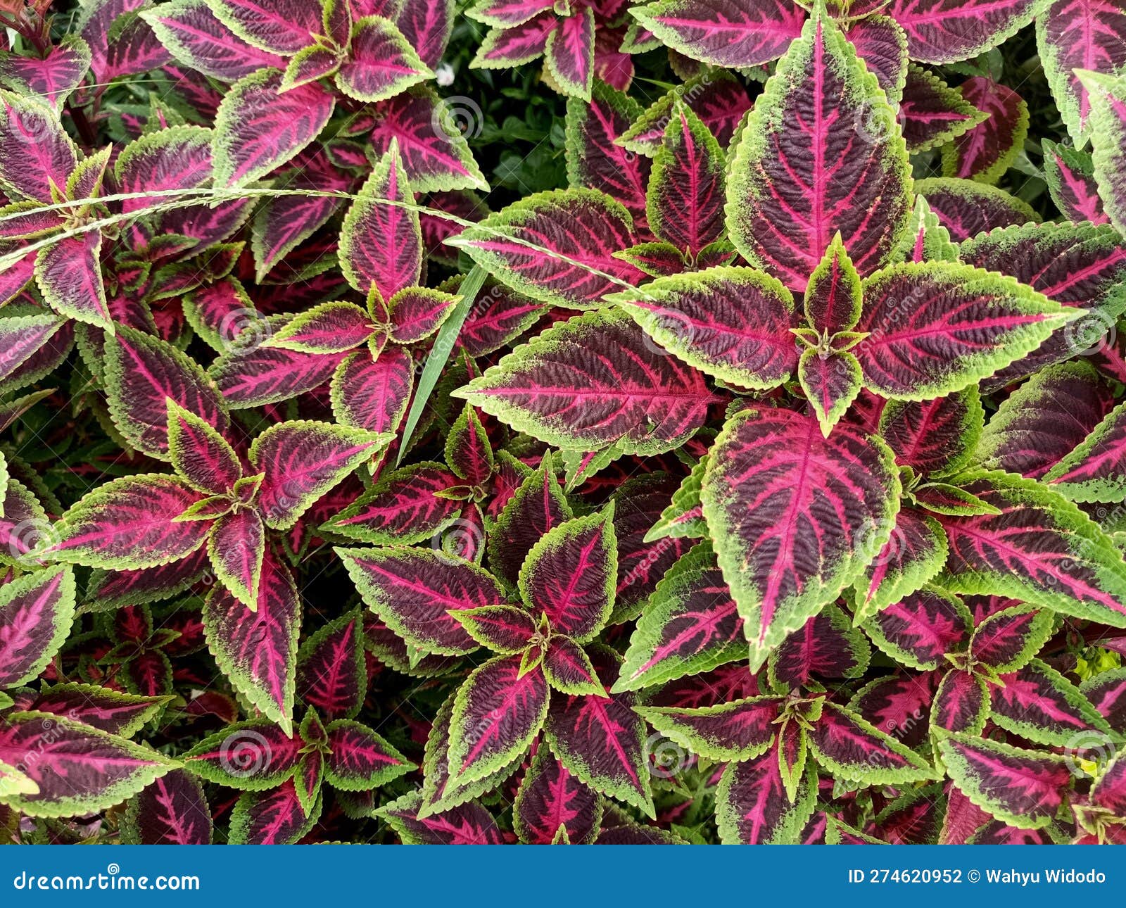 Close Up View of Common Coleus Plant Stock Photo - Image of color ...