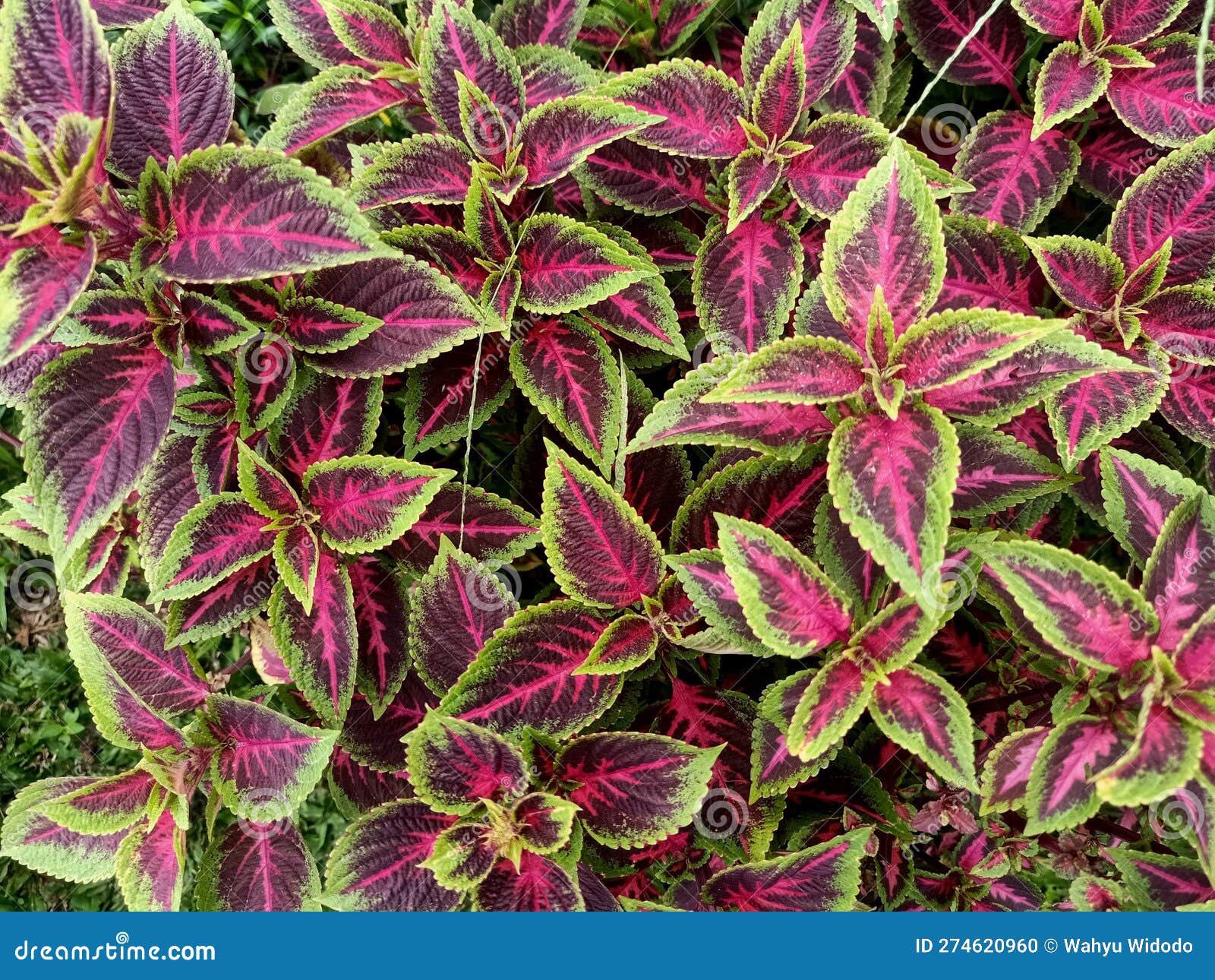Close Up View of Common Coleus Plant Stock Photo - Image of beauty ...