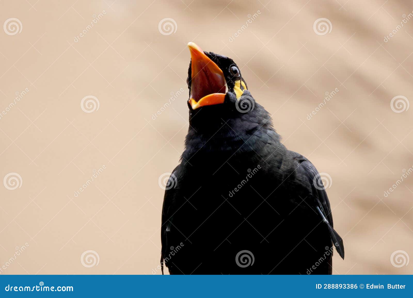 Close Up View of a Common Hill Myna Stock Photo - Image of myna ...