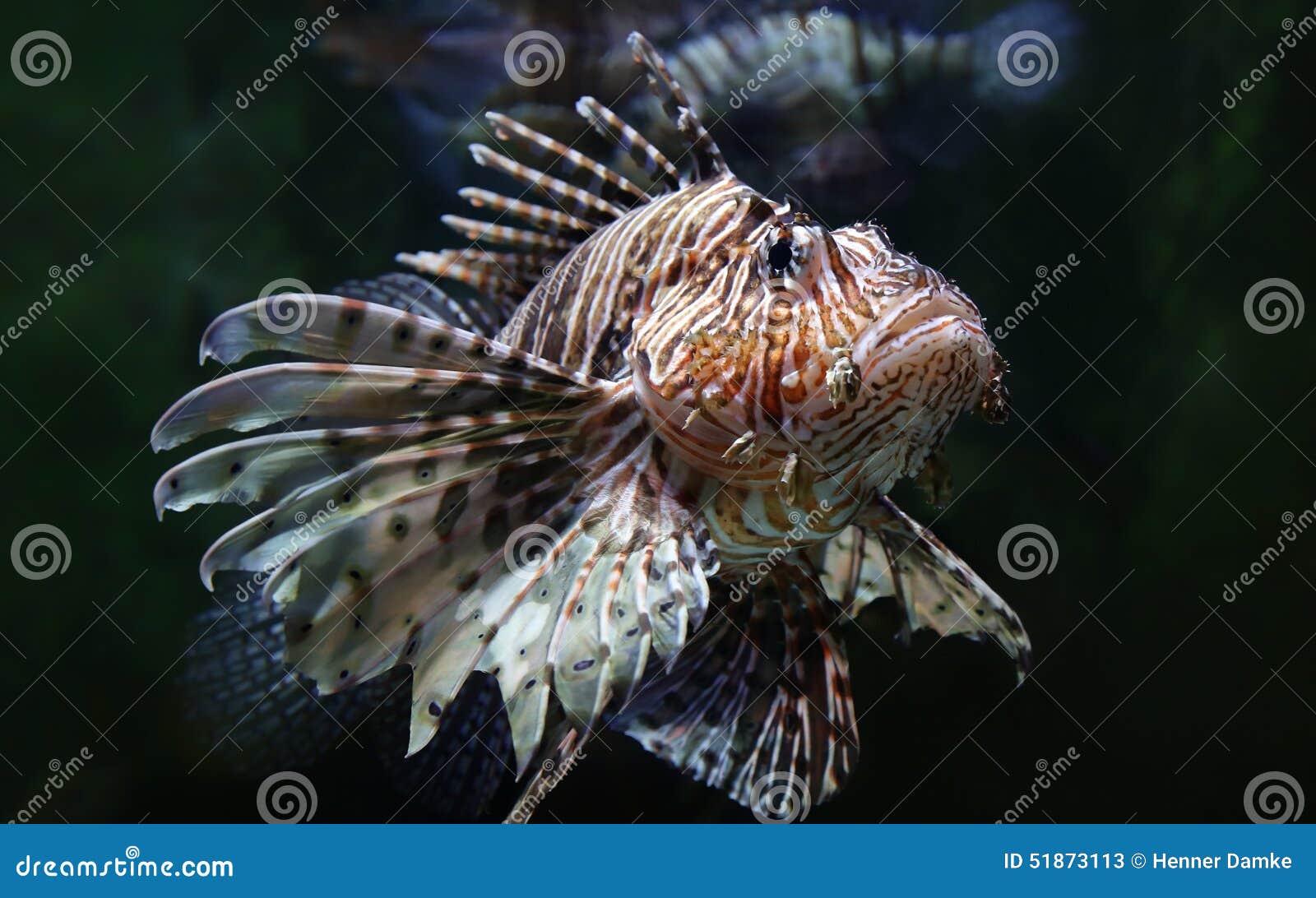 Close-up View of a Common Lionfish Stock Image - Image of devil, indian ...