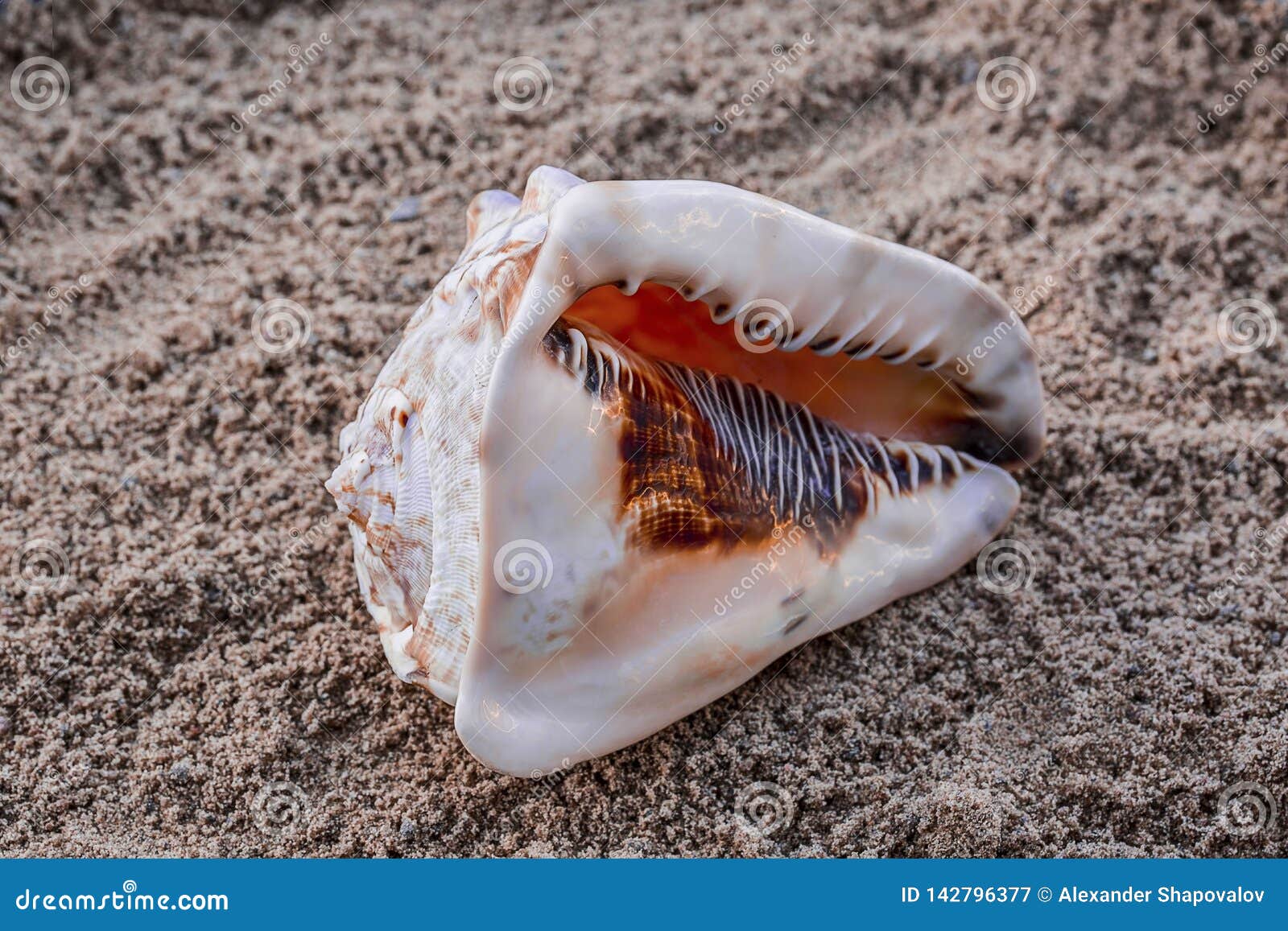 Close Up View of Conch Shell . Beautiful Nature Backgrounds Stock Image ...
