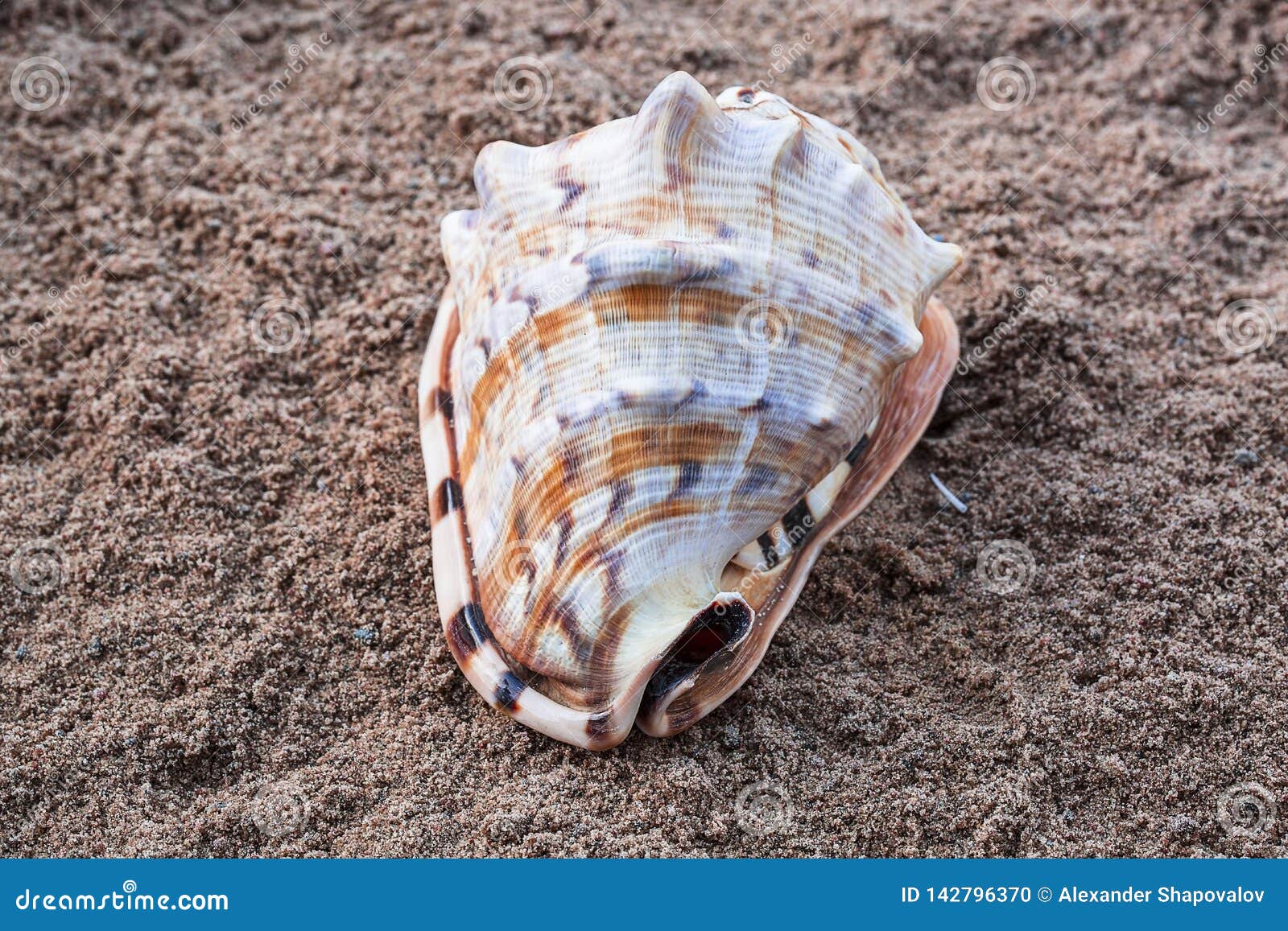 Close Up View of Conch Shell Isolated. Beautiful Nature Backgrounds ...