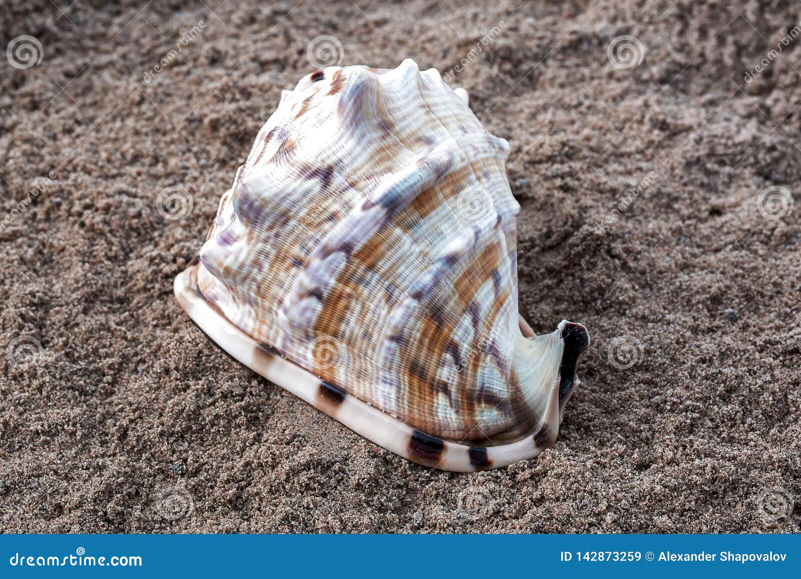 Close Up View of Conch Shell Isolated. Beautiful Nature Backgrounds ...